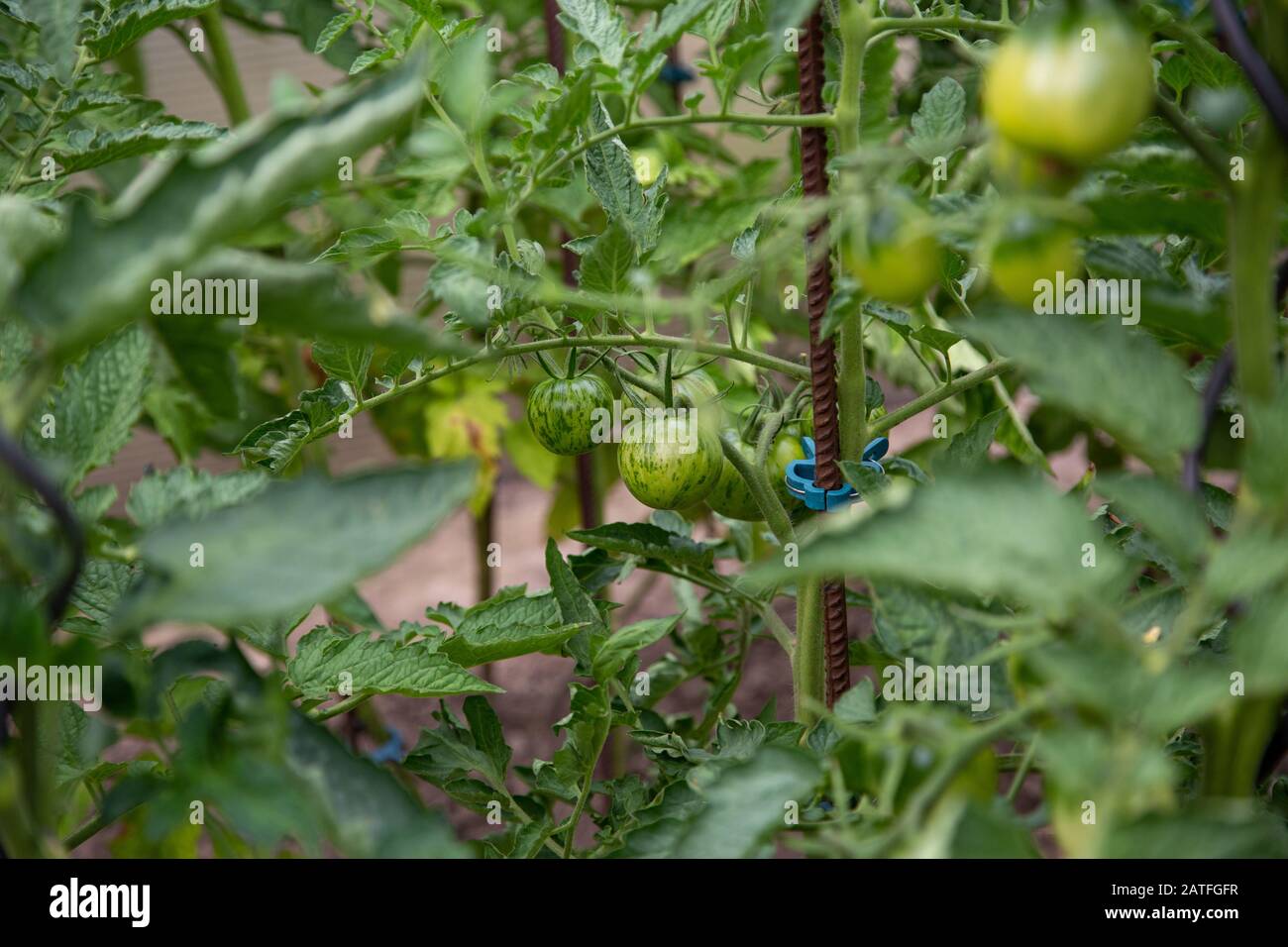 Tomato breeding hi-res stock photography and images - Alamy