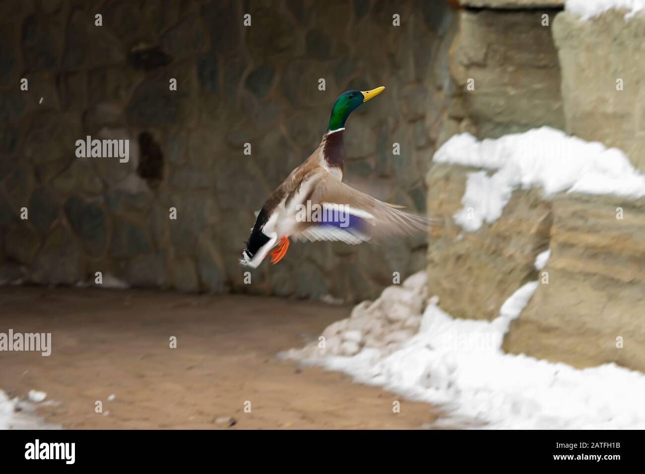 Duck. Mallard duck in flight.Natural scene from wisconsin conservation ...