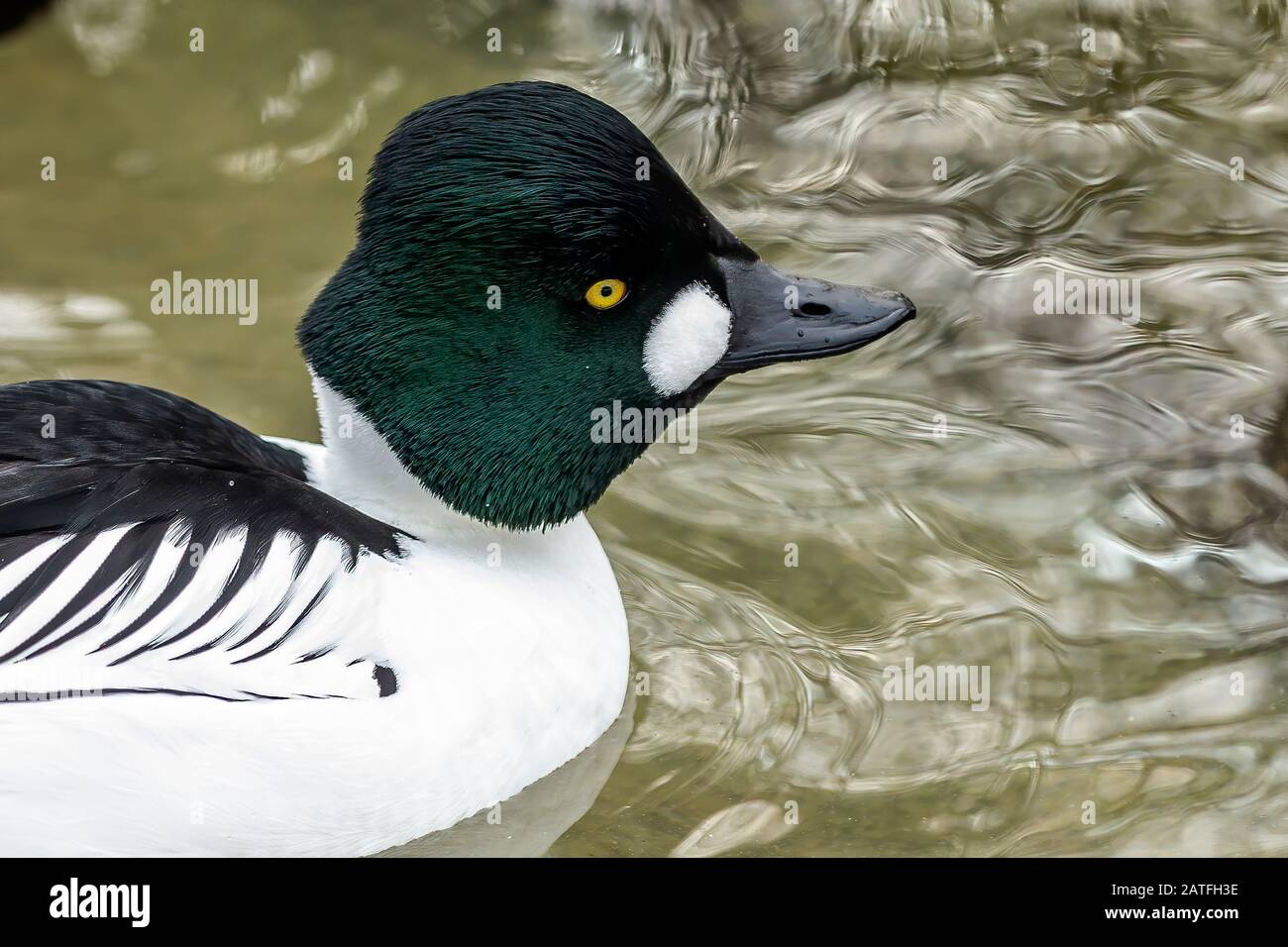 Duck. Male common goldeneye . Medium-sized duck from northern Canada ...