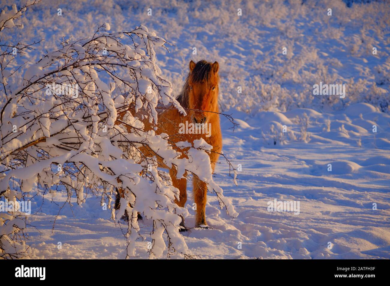 Shy Horse High Resolution Stock Photography and Images - Alamy