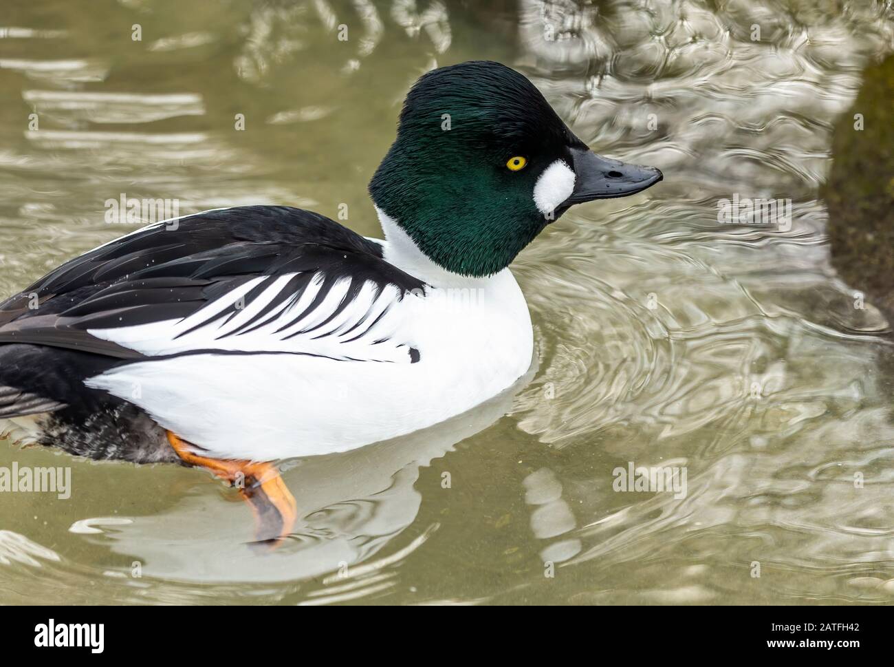 Duck. Male common goldeneye . Medium-sized duck from northern Canada ...