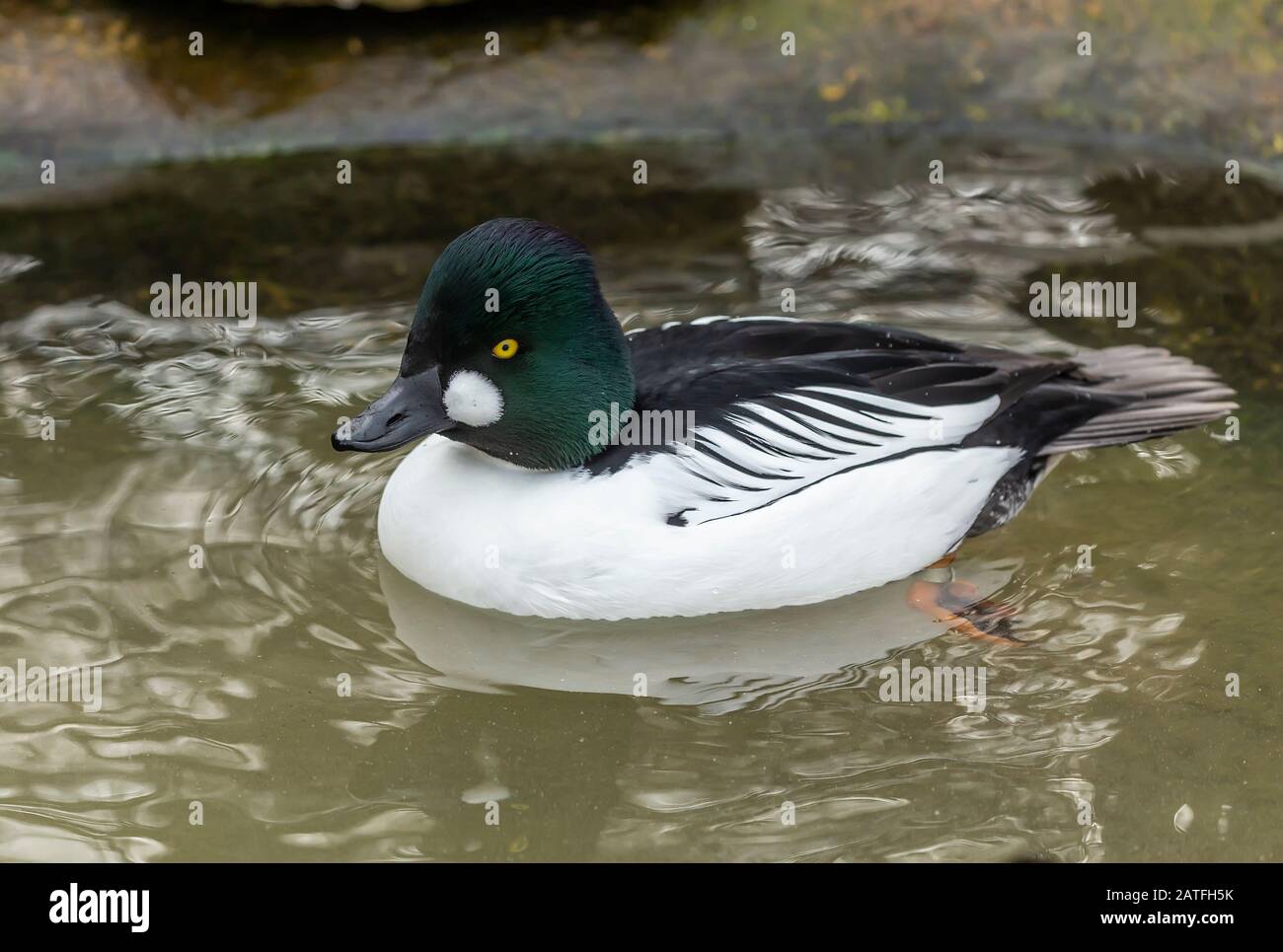 Duck. Male common goldeneye . Medium-sized duck from northern Canada ...