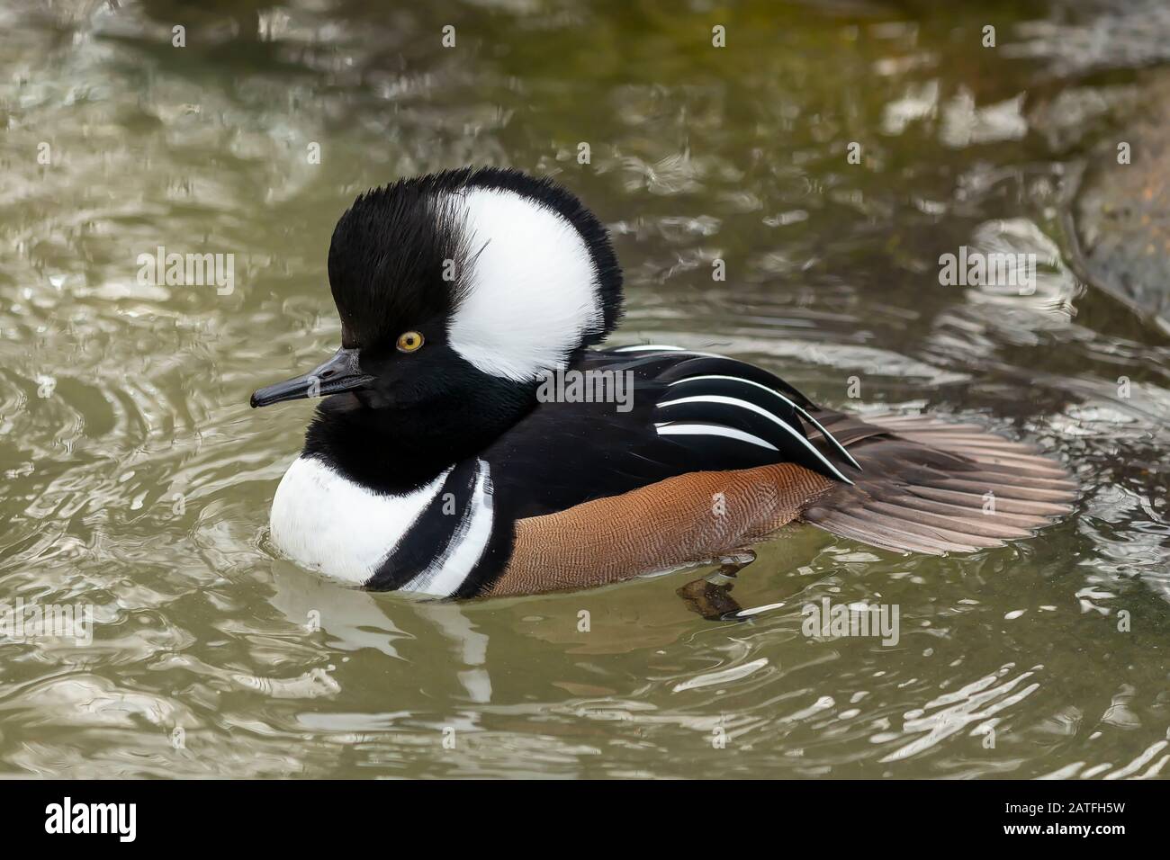 The Smallest Duck In The World
