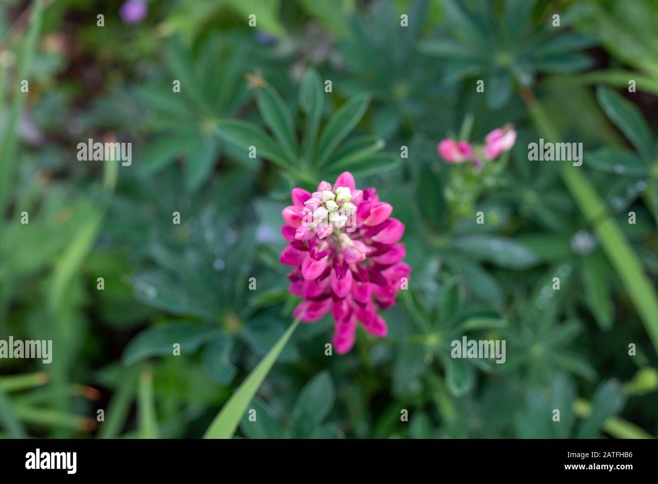 Lupinia hi-res stock photography and images - Alamy