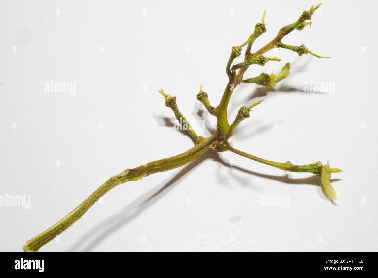 Grape still life hi-res stock photography and images - Alamy