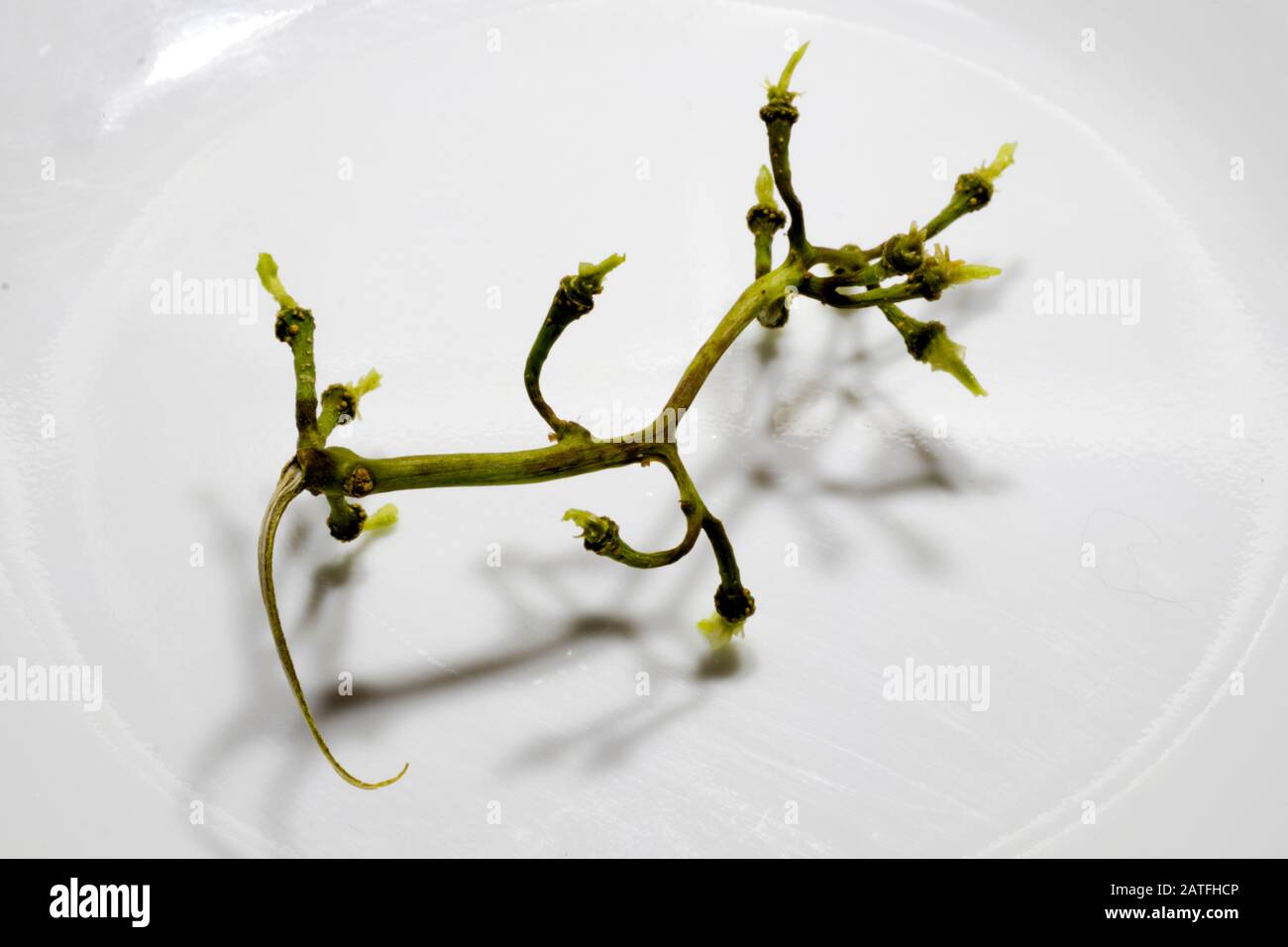 Green grape stem on a white plate Stock Photo - Alamy