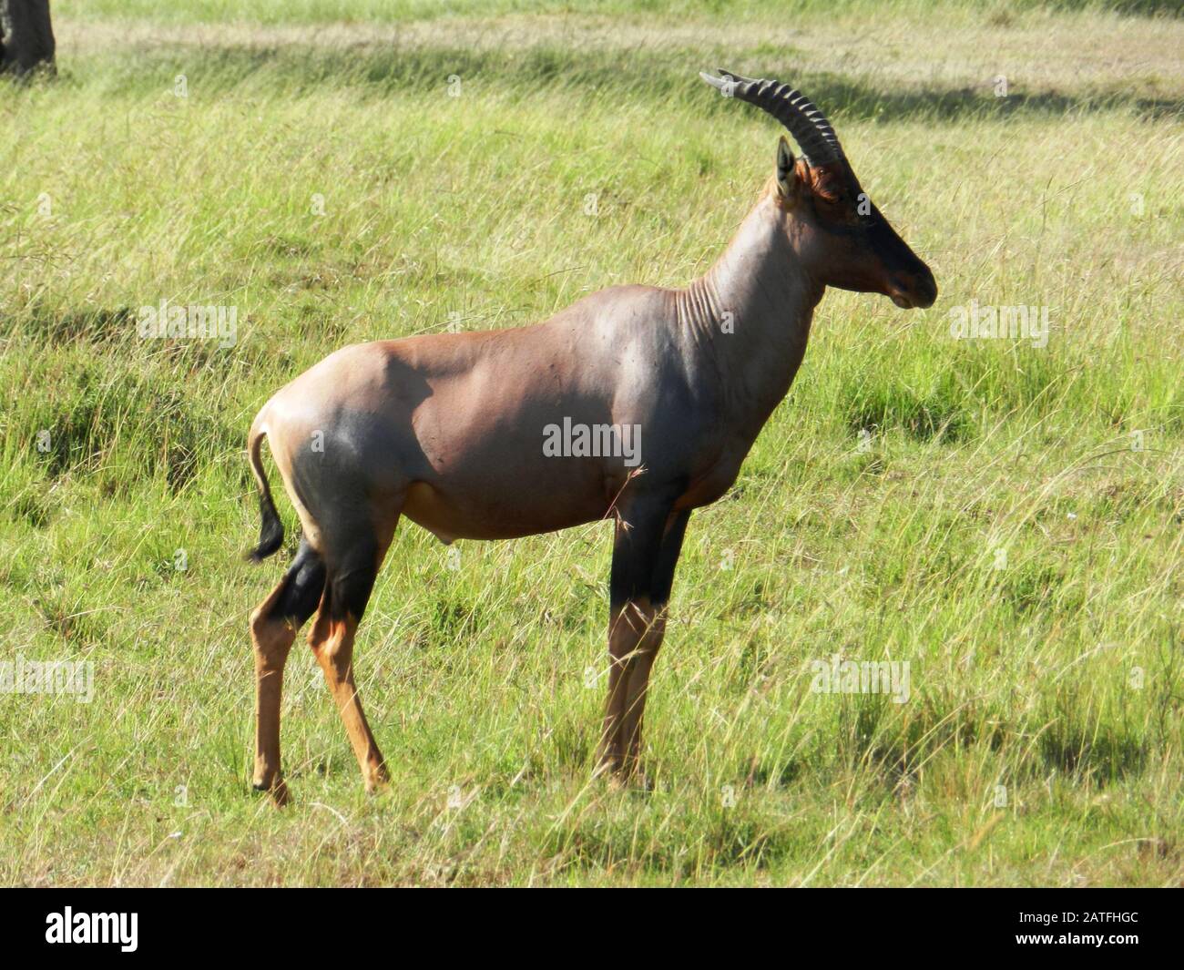 Regal topi hi-res stock photography and images - Alamy