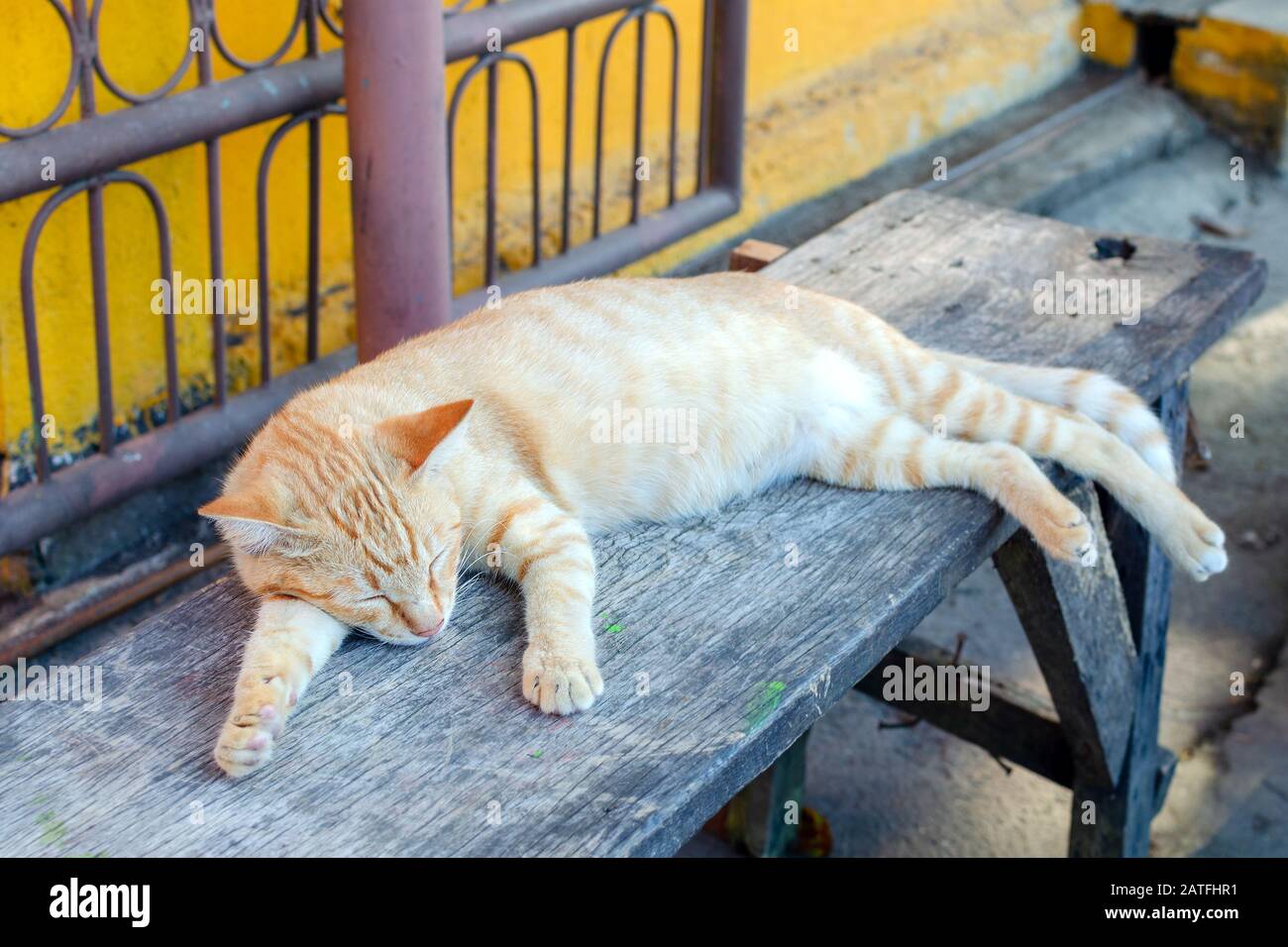 Grey striped sleepy on a bench hi-res stock photography and images - Alamy