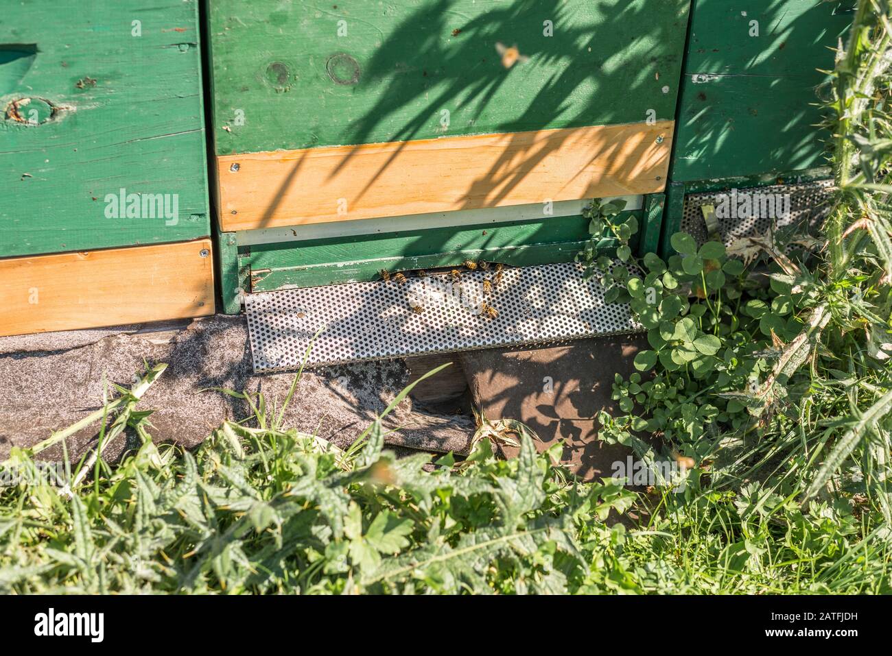 Beehive and insect hotel on a meadow of a farm, Germany Stock Photo - Alamy