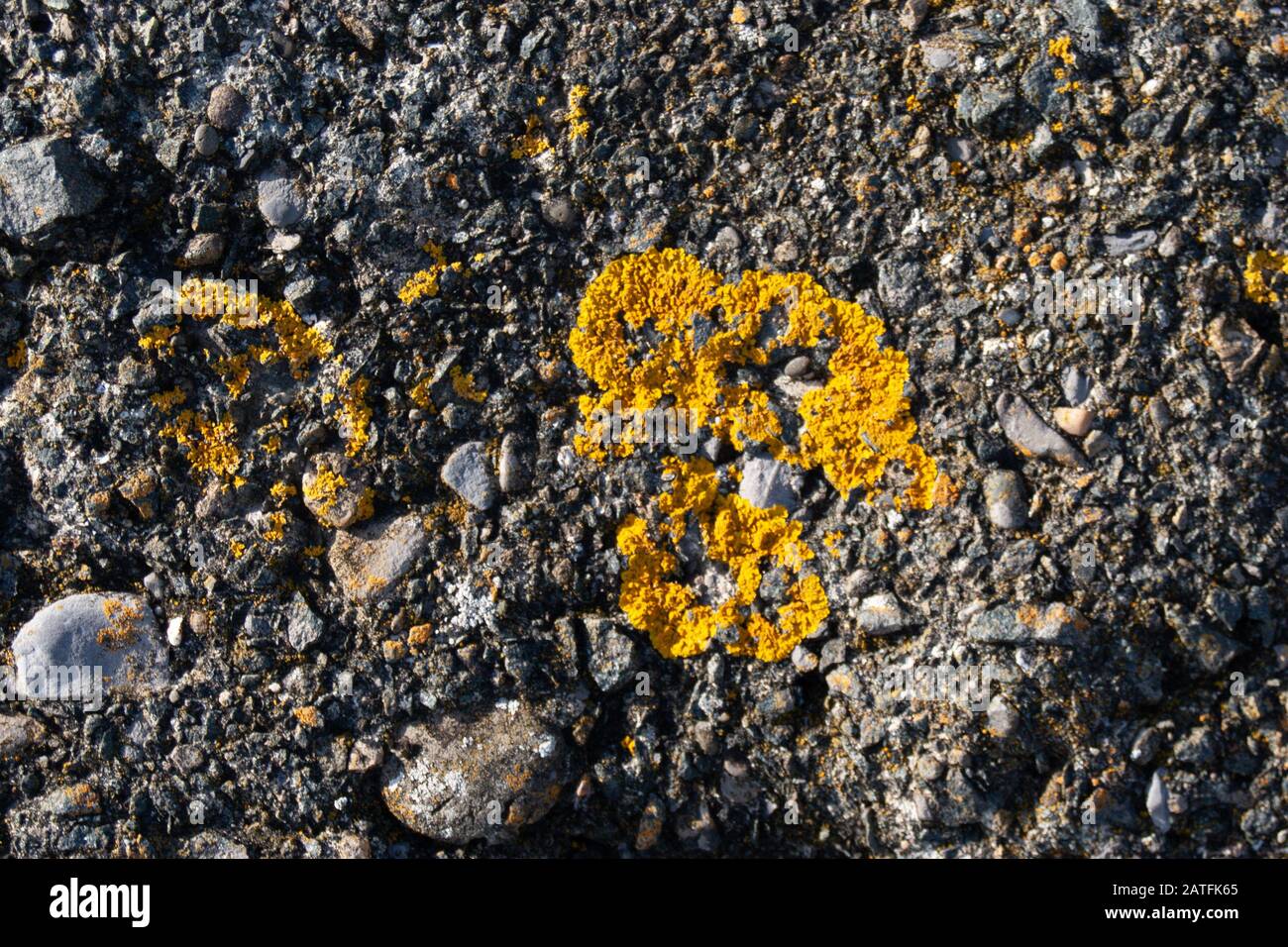 Yellow moss on the stone rock texture Stock Photo - Alamy