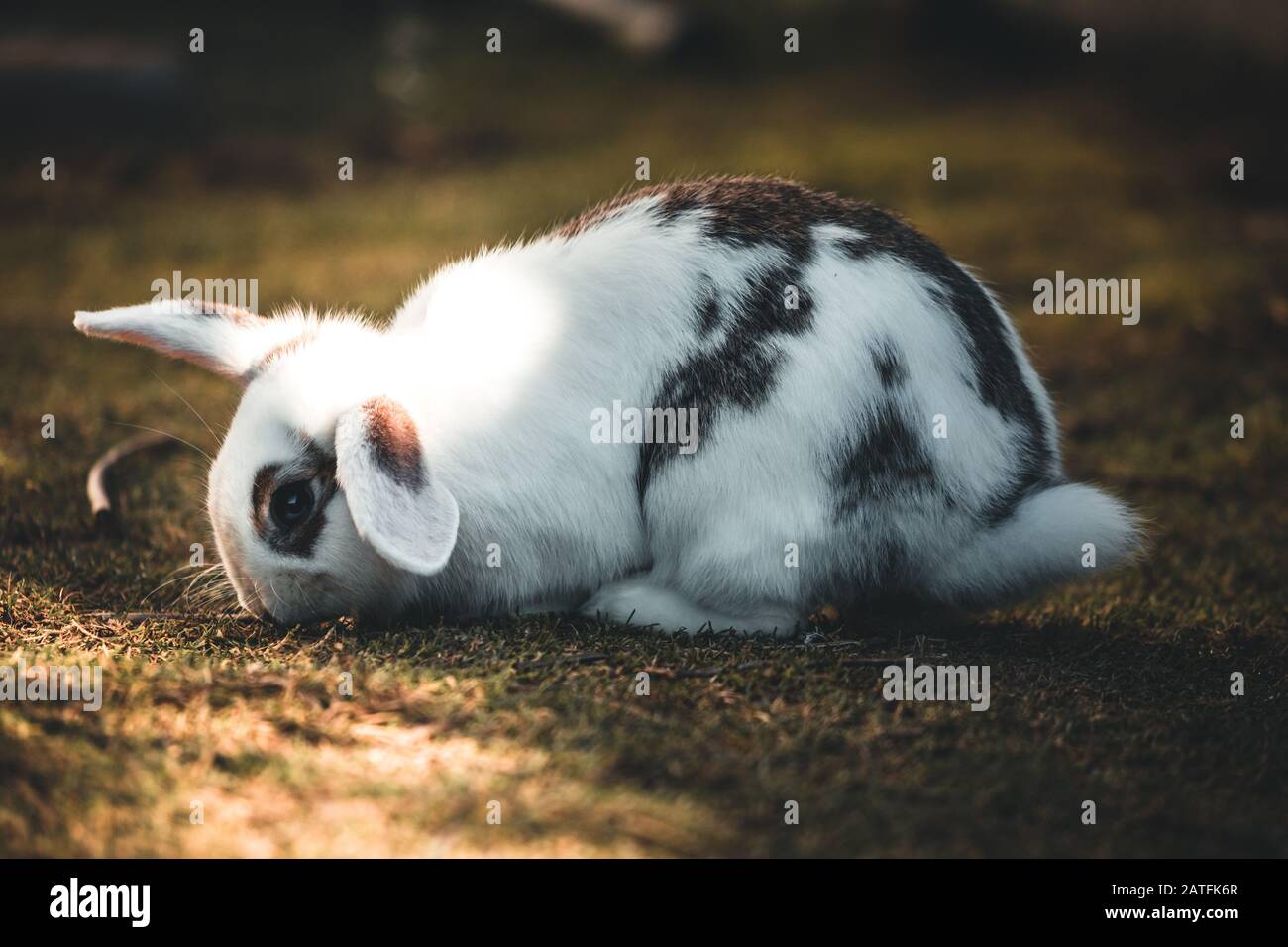 Brown rabbit on white screen hi-res stock photography and images - Alamy