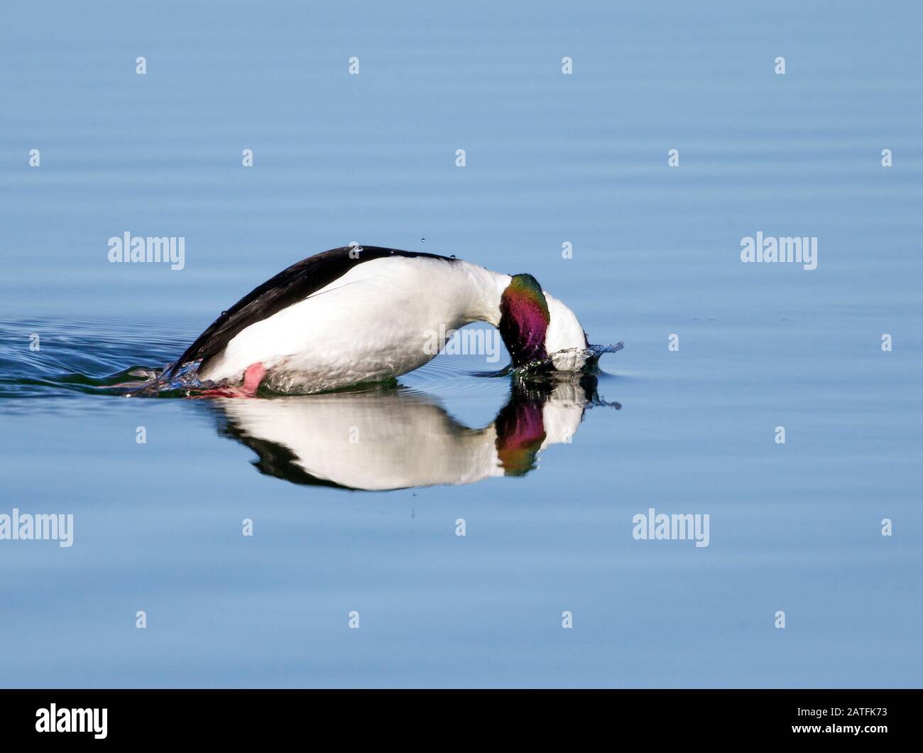 Bufflehead male on calm blue water hi-res stock photography and images ...