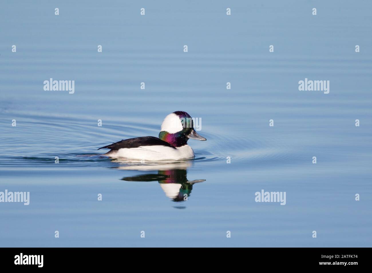 Bufflehead male on calm blue water hi-res stock photography and images ...