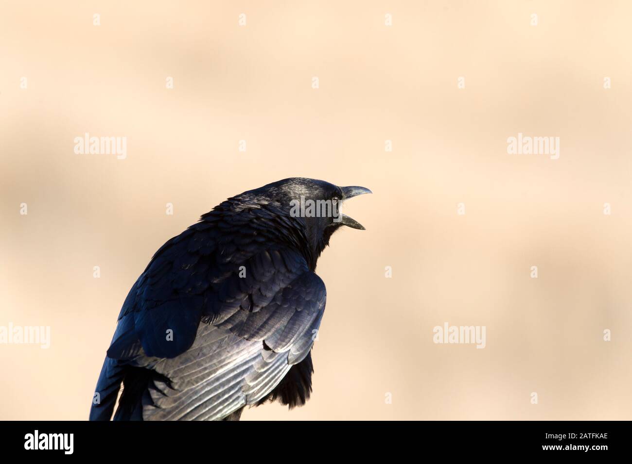 American Crow Calling Stock Photo - Alamy