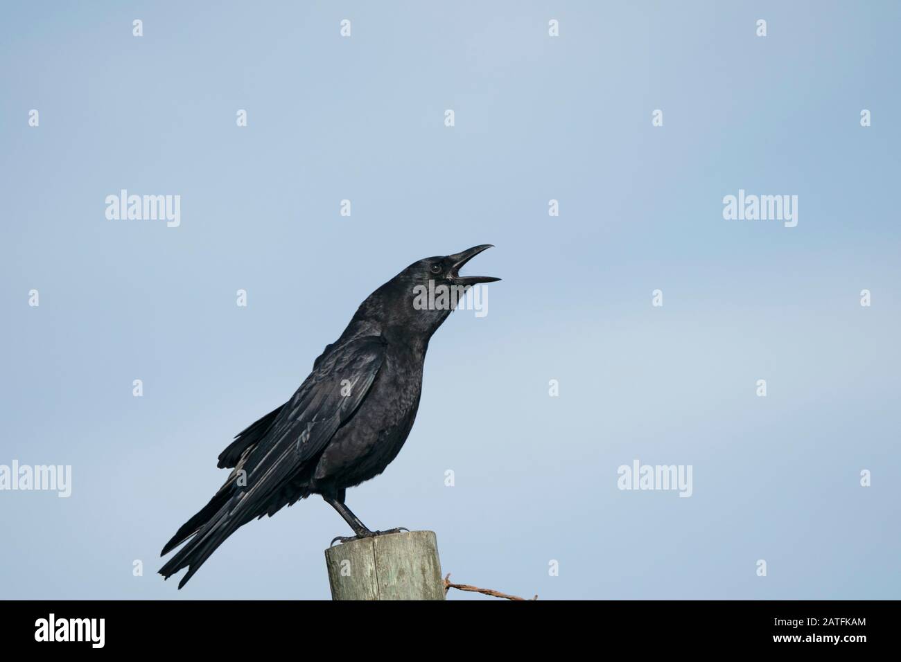 American Crow Calling Stock Photo - Alamy