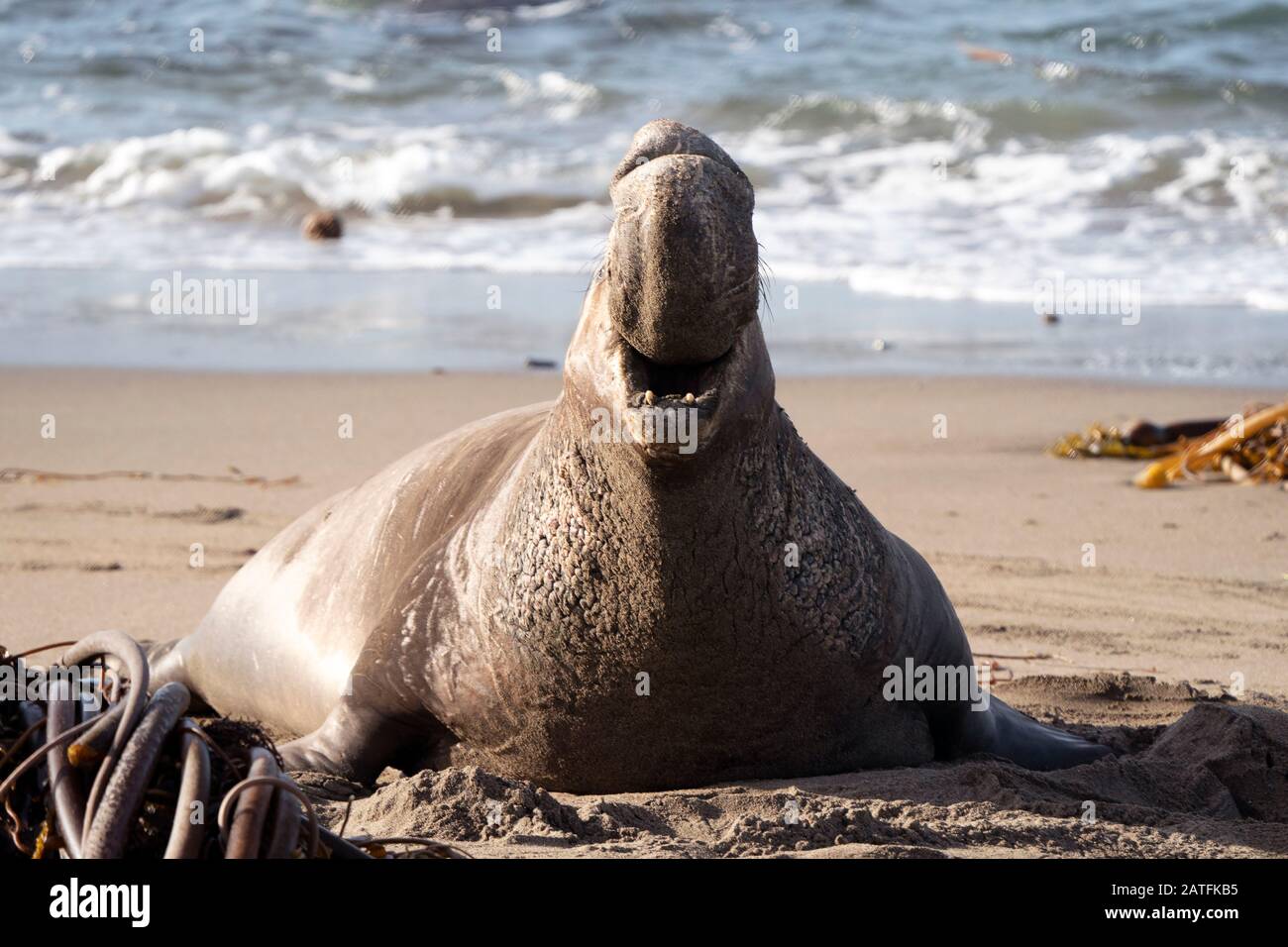 Elephant seal bull bellowing hi-res stock photography and images - Alamy