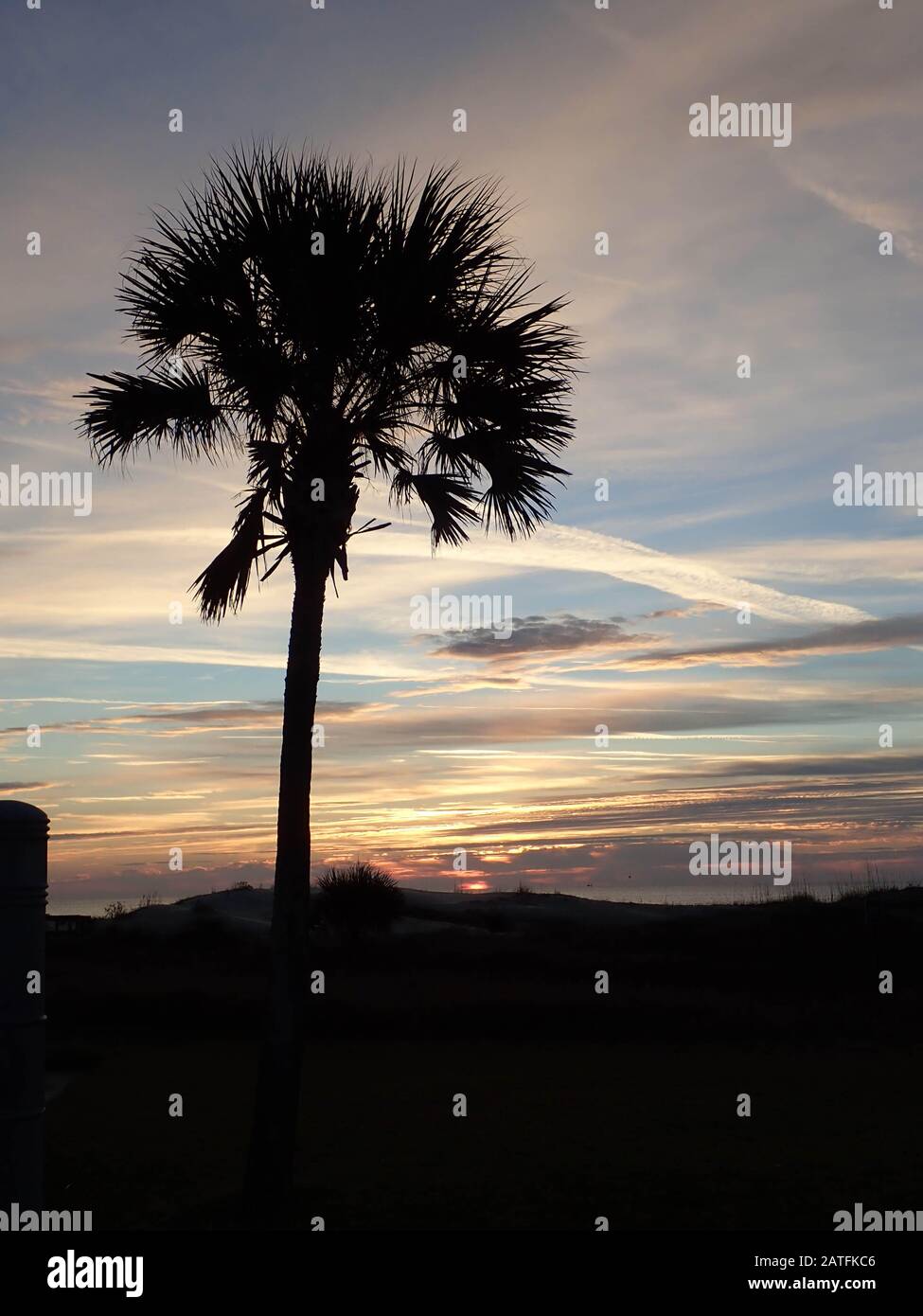 Palm Tree in the Morning Sunrise Stock Photo - Alamy