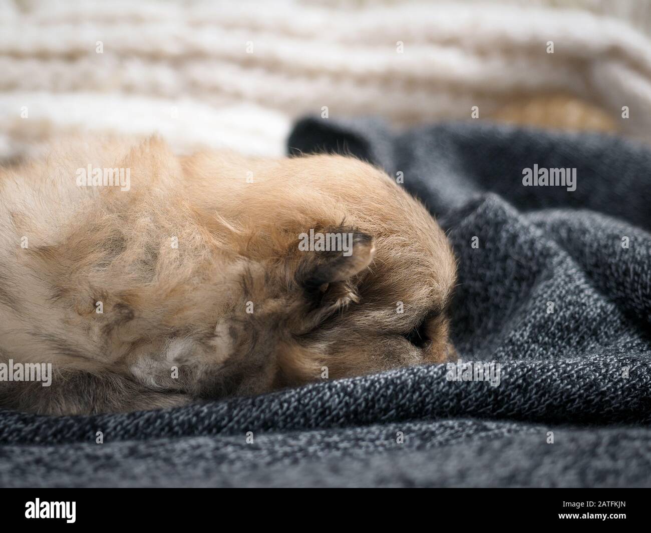 Sad puppy shivering. The dog lies with its nose in the blanket Stock ...