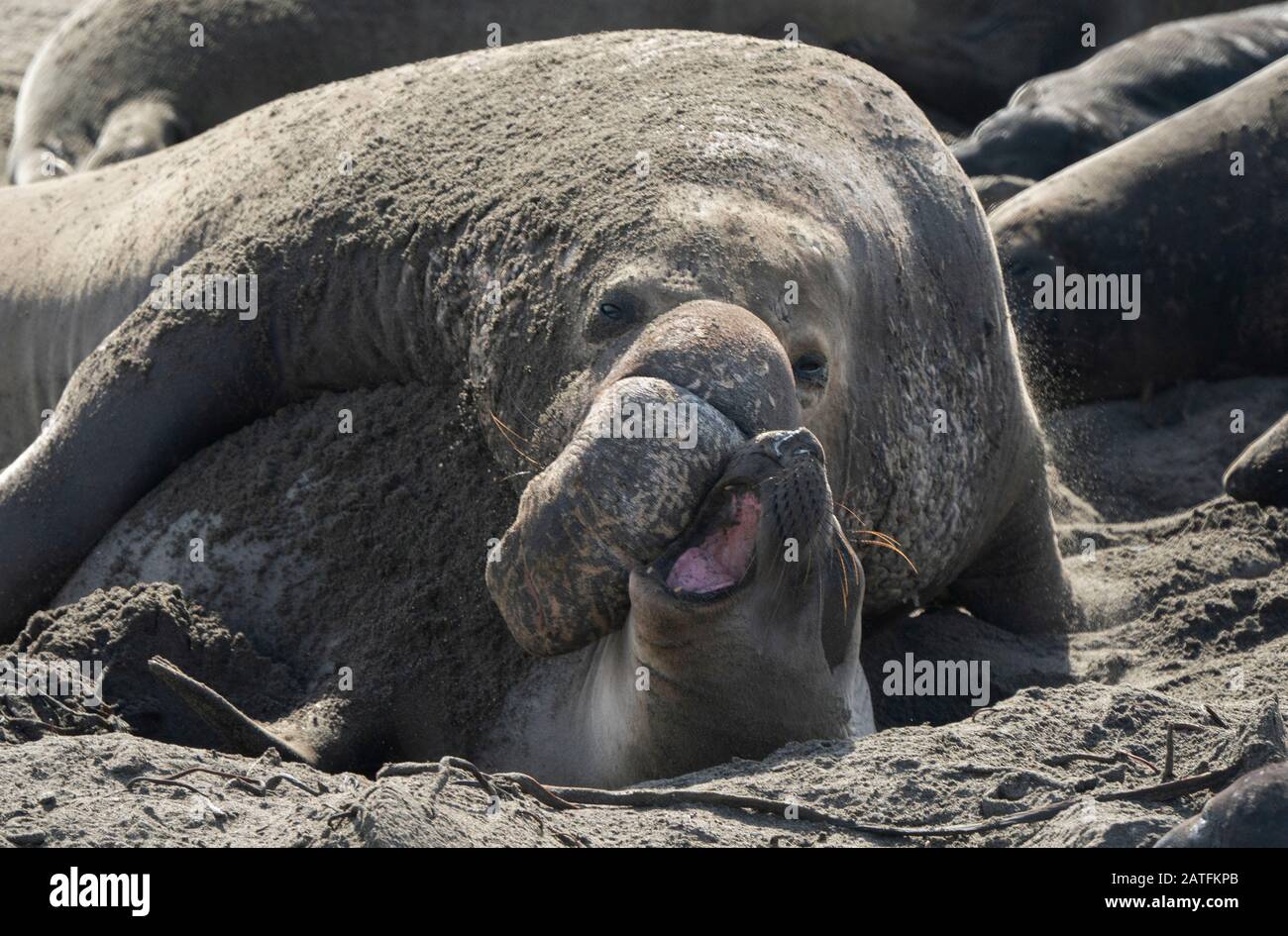 Elephant seals mating hi-res stock photography and images - Alamy