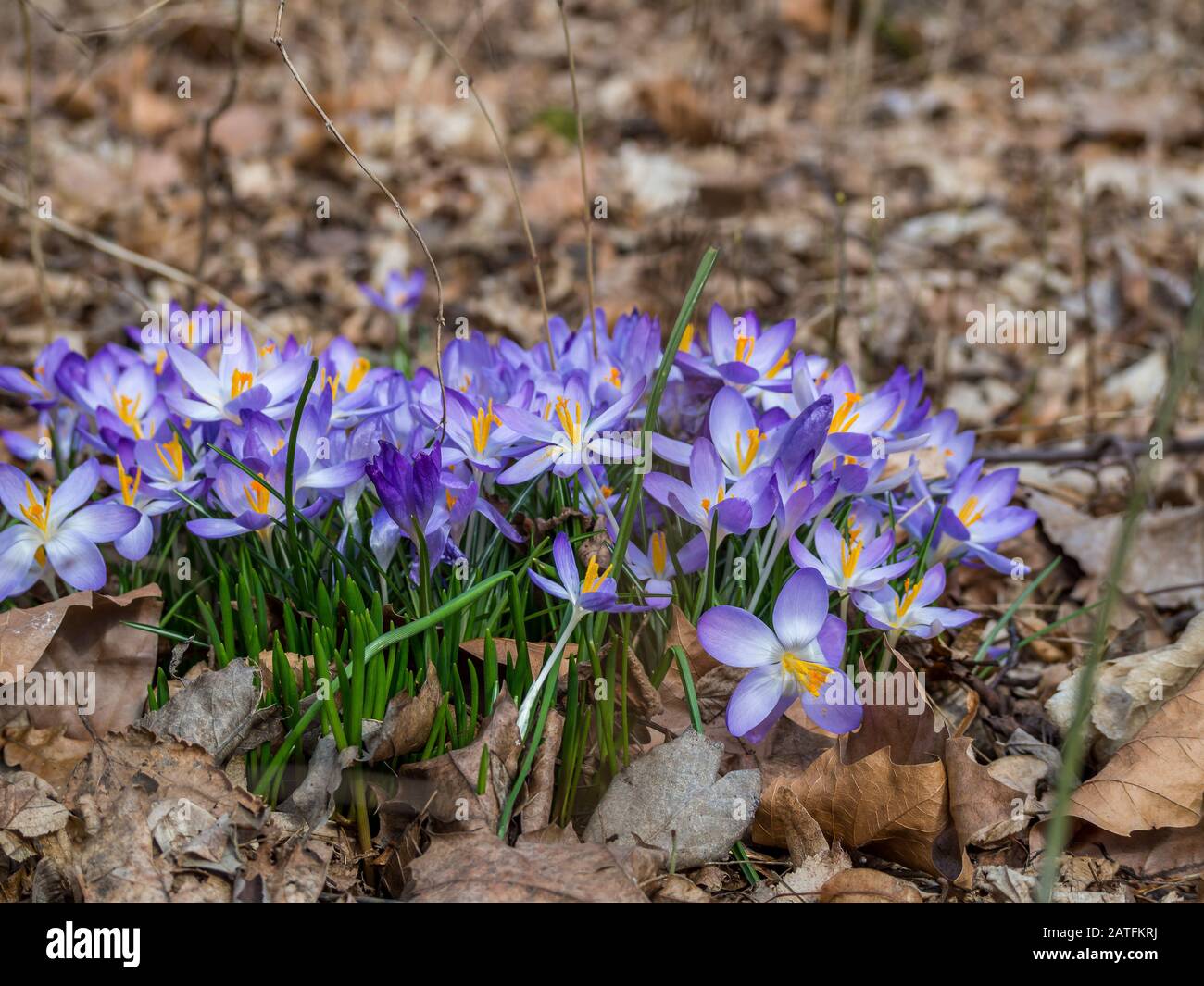 Autumnal leaves with crocus hi-res stock photography and images - Alamy