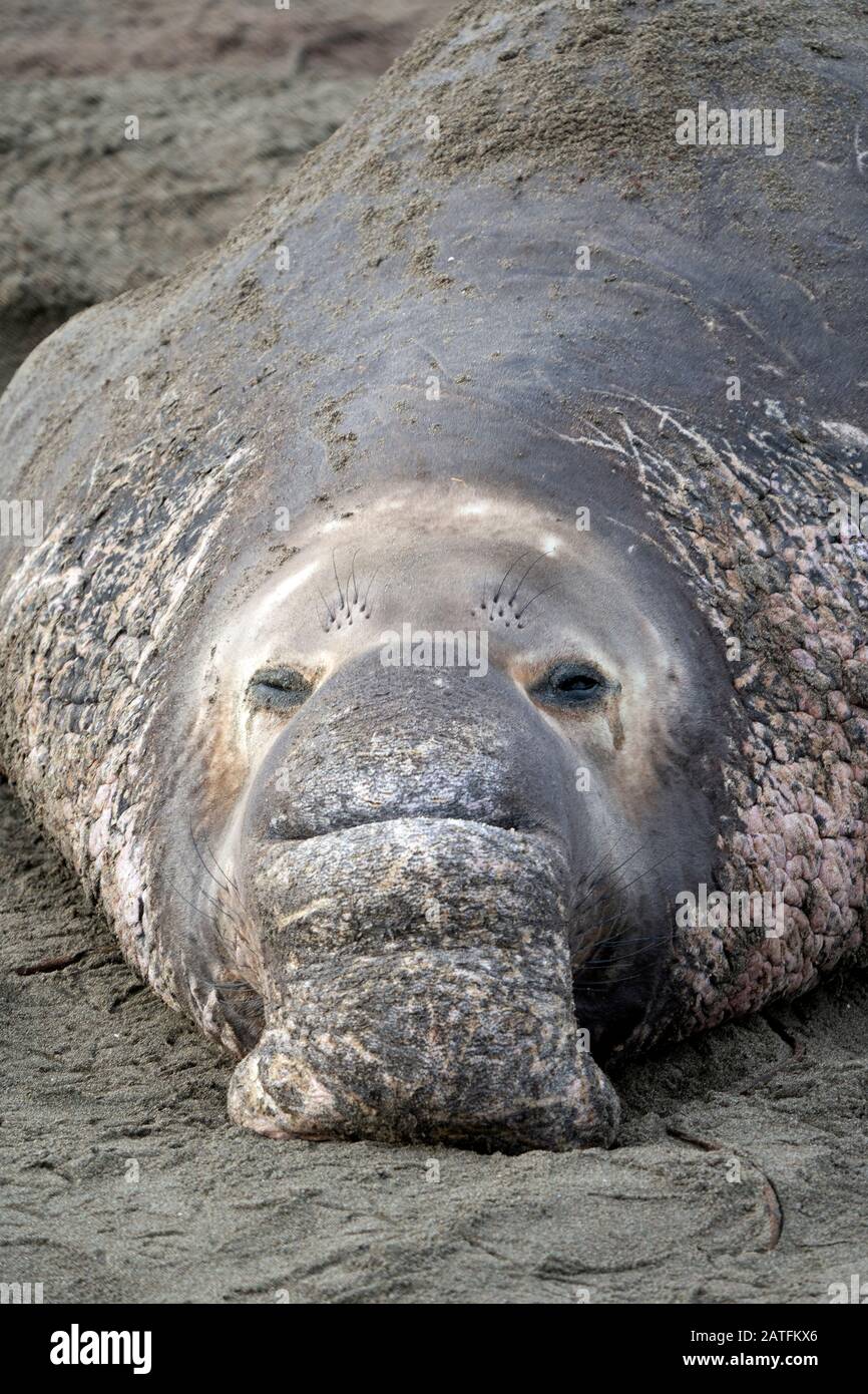 Very old elephant hi-res stock photography and images - Alamy