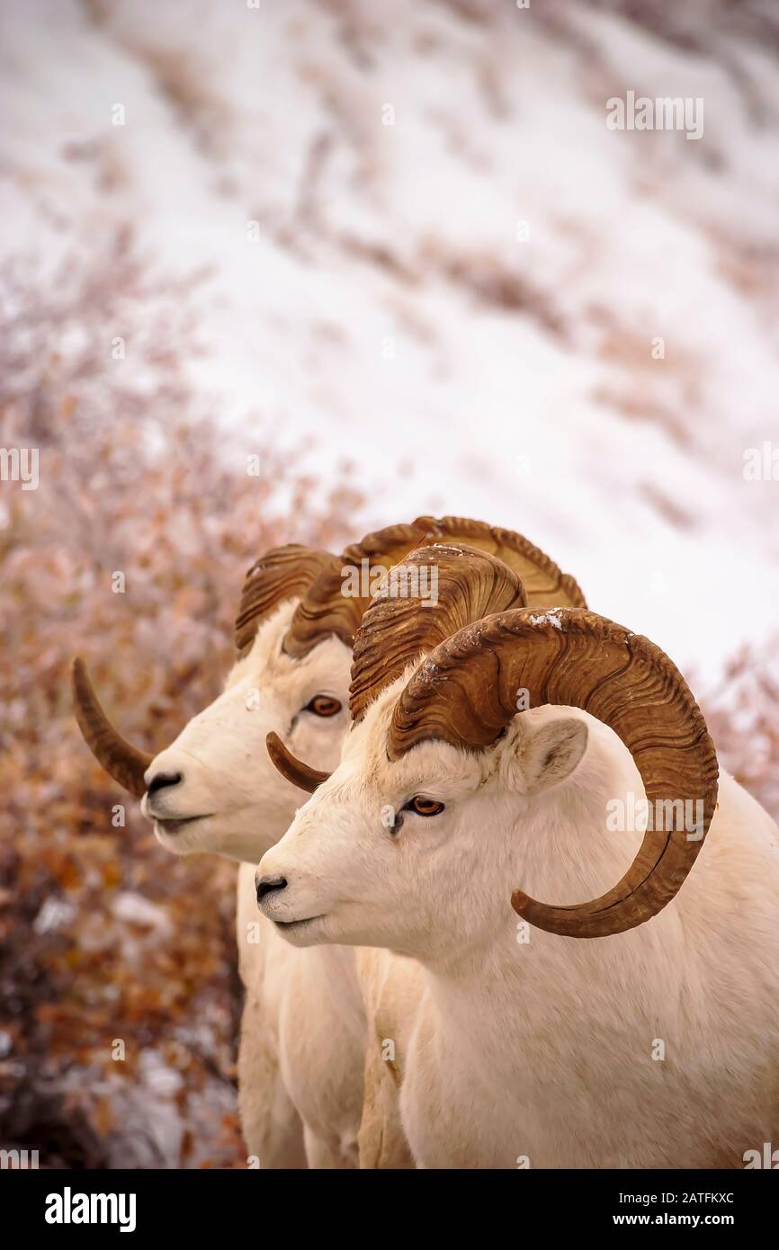 Dall Sheep (Ovis dalli) rams on snowy tundra in Denali National Park ...