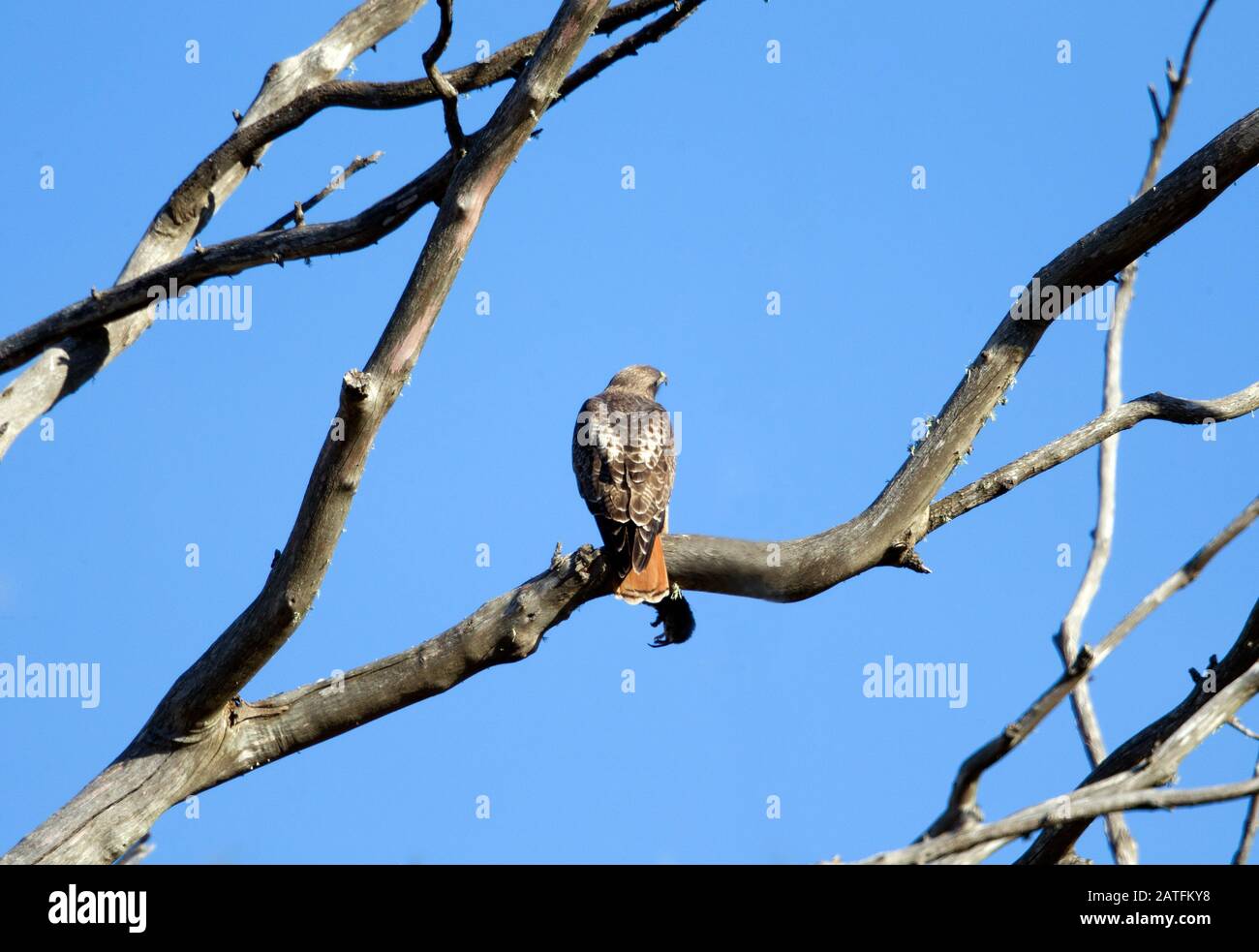 Red tailed Hawk holding a Vole Stock Photo - Alamy