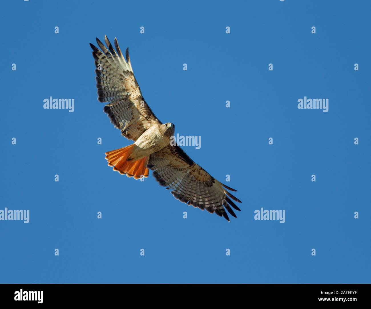 Red tailed Hawk in Flight Stock Photo - Alamy