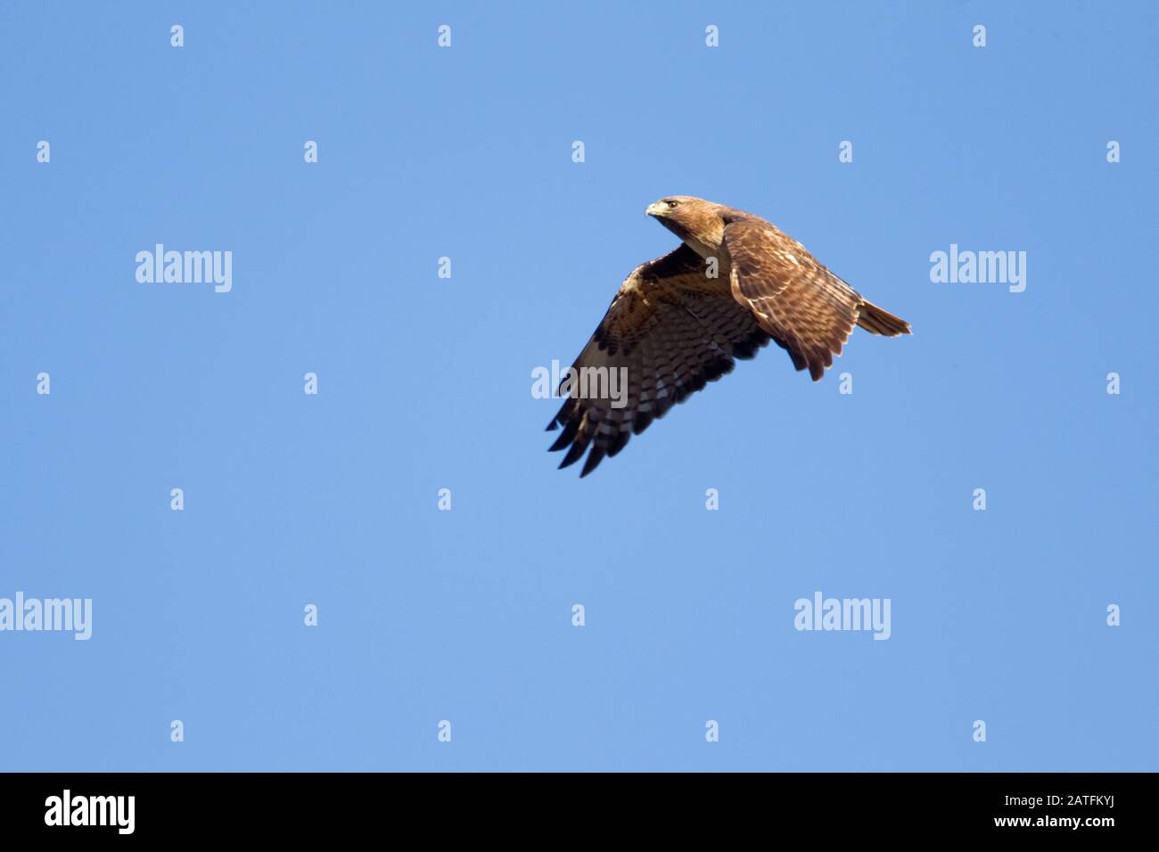 Red tailed Hawk in Flight Stock Photo - Alamy