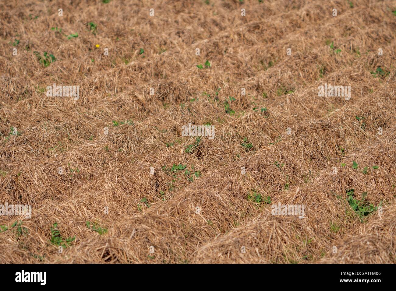 Dry tiger nut field with furrows ready for recollection Stock Photo - Alamy