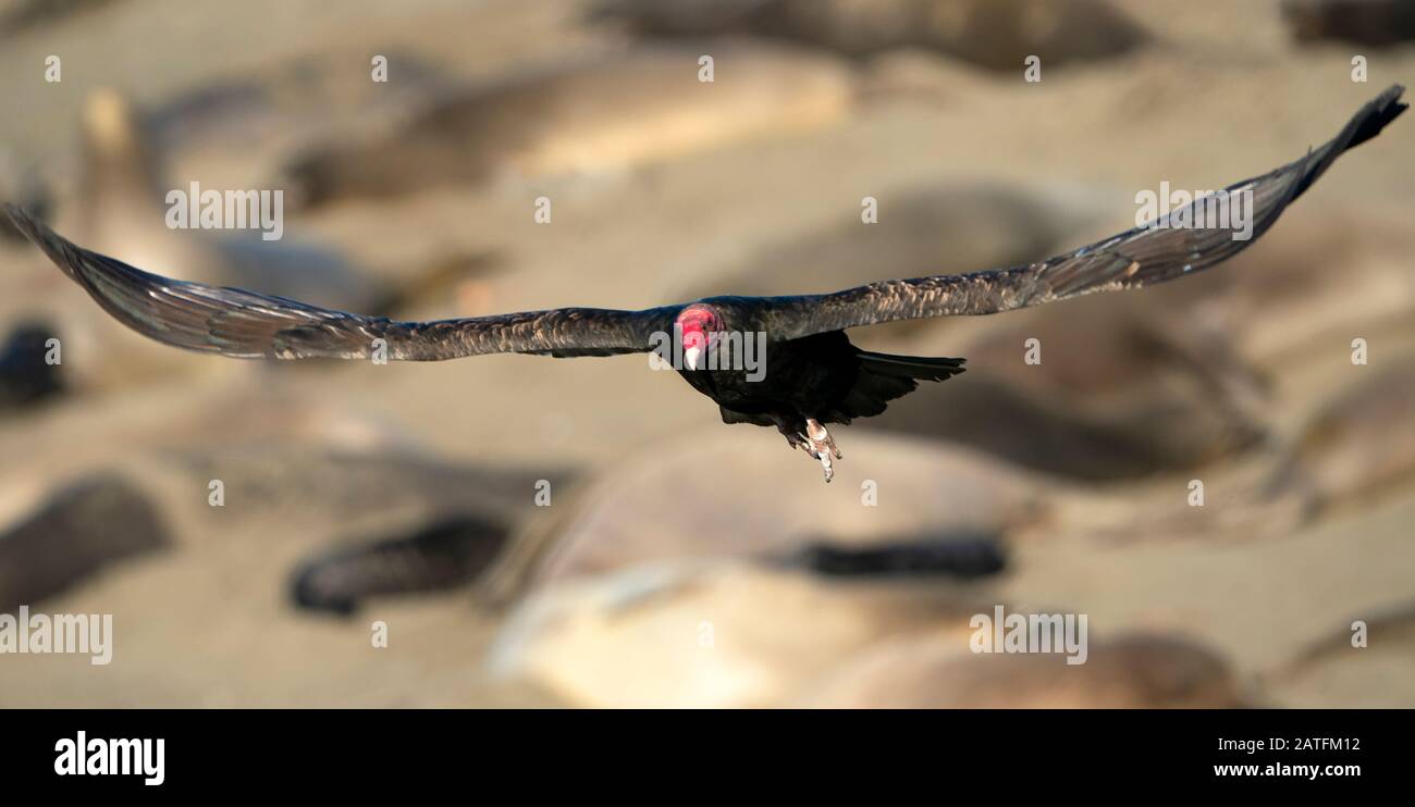 Turkey Vulture in Flight Stock Photo - Alamy