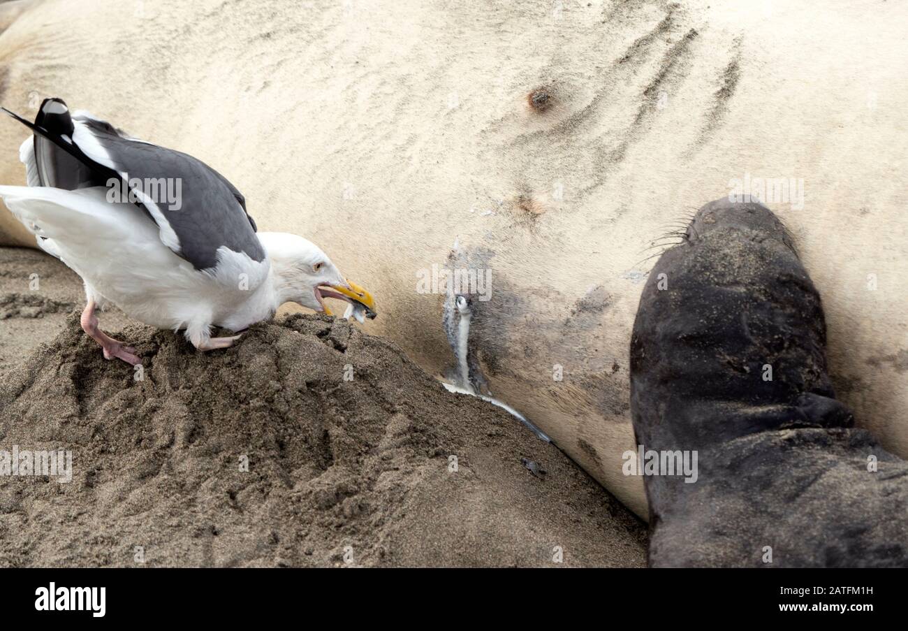 Western Gull Getting Milk from Elephant Seal Cow Stock Photo - Alamy
