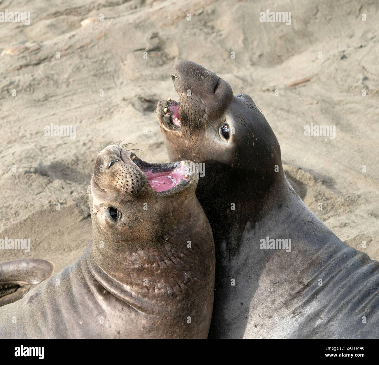 Young elephant sea bulls fighting hi-res stock photography and images ...