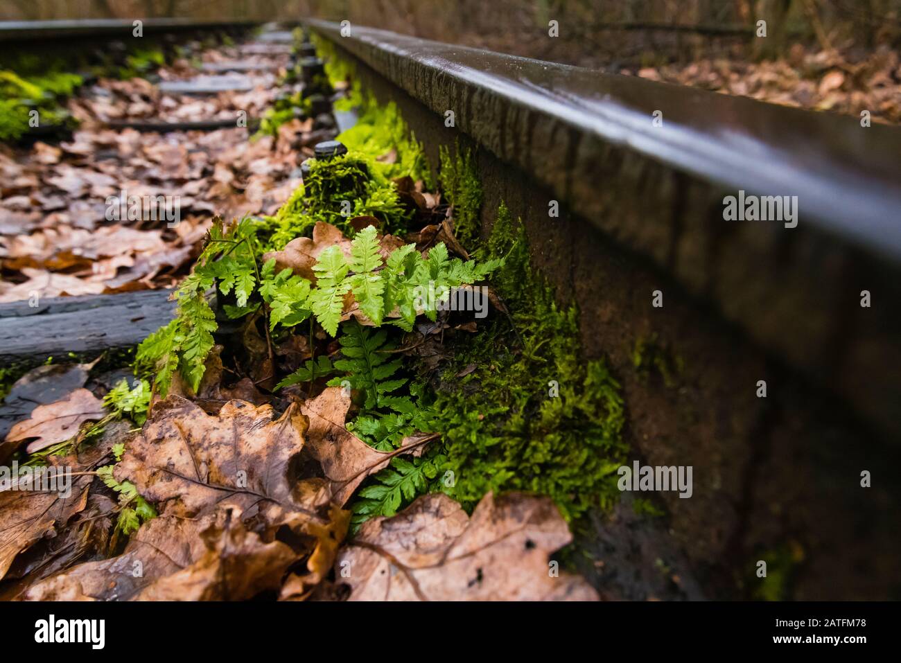 Fern growing in the track bed, a small fern plant, abandoned places ...