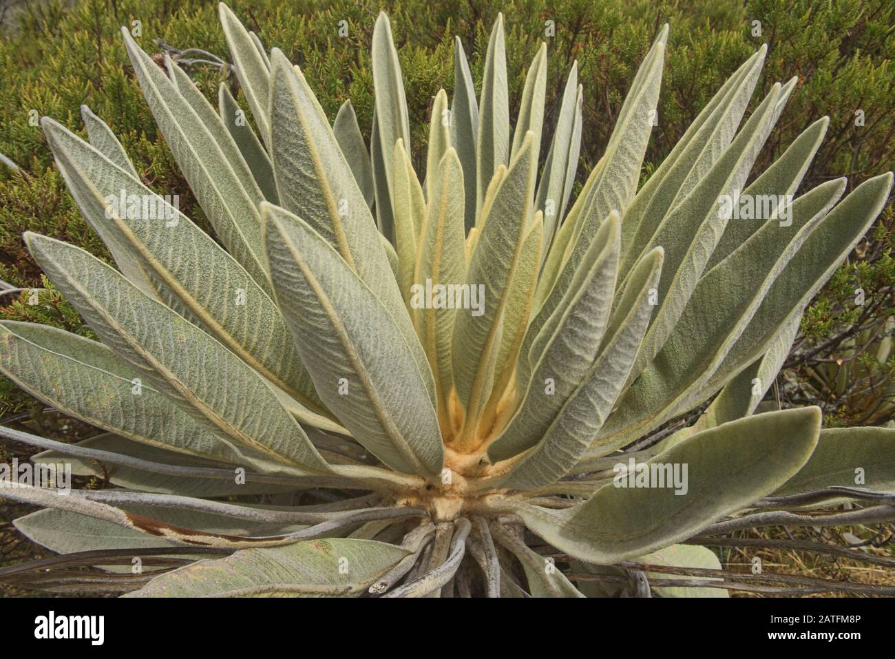 Frailejon plants hi-res stock photography and images - Alamy