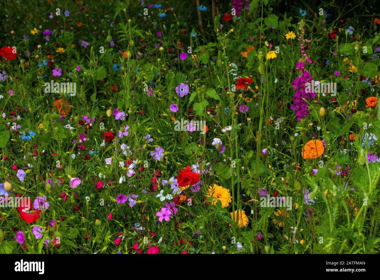 Spring full field garden hi-res stock photography and images - Alamy