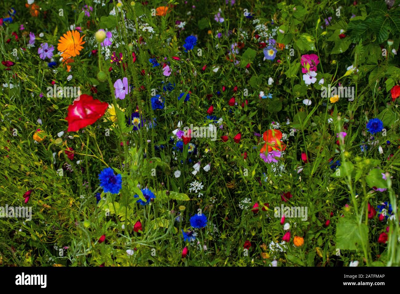 wild field of flowers, full of flowers meadow Stock Photo - Alamy