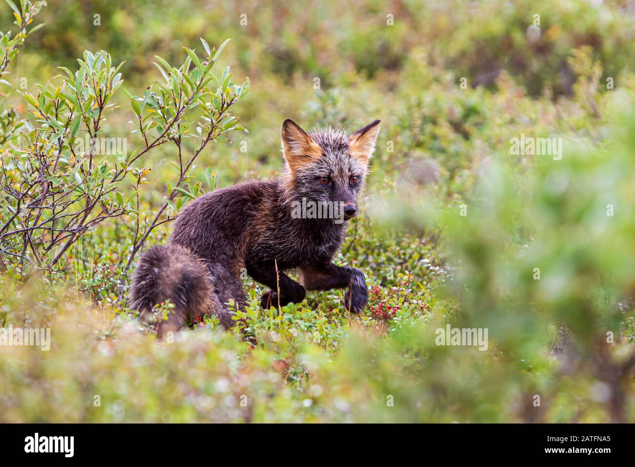 Red fox (Vulpes vulpes) cross phase moving across the tundra in the ...