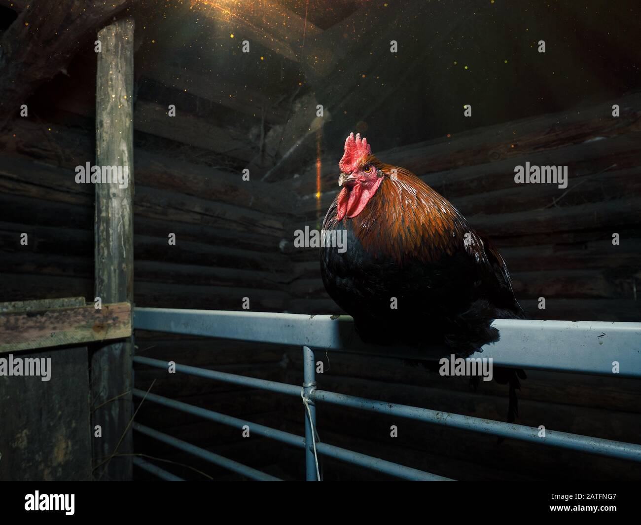 Chicken sitting in coop rural hi-res stock photography and images - Alamy