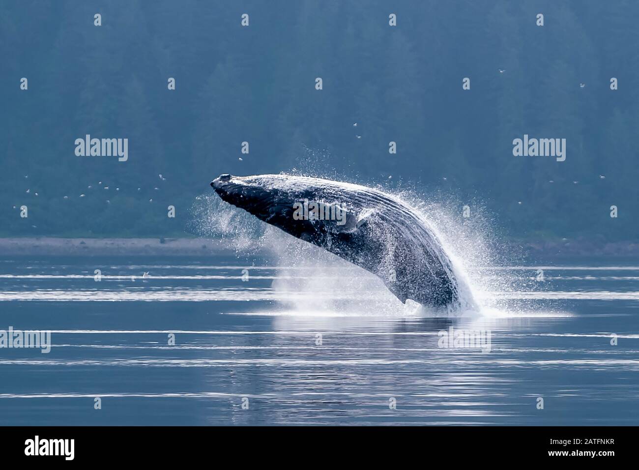 Humpback Whale (Megaptera novaeangliae) breeching Point Adolphus, Icy ...