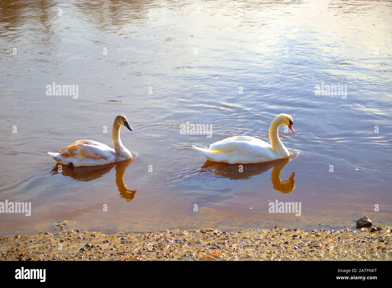Cygnet swans on the River Bartley in Totton Eling Stock Photo - Alamy
