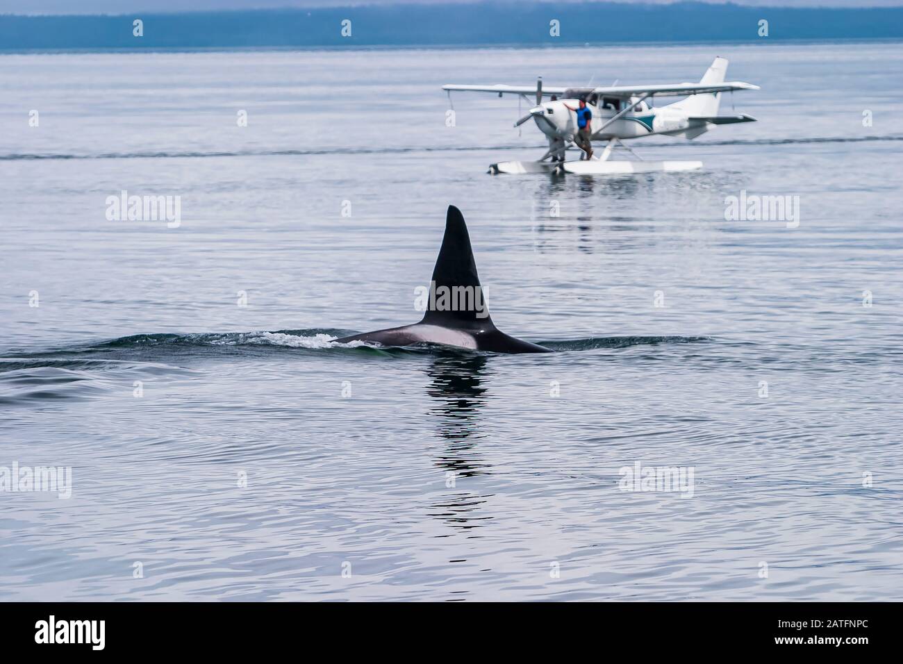 Orca (Orcinus orca) or Killer Whales float plane pilot watching a ...