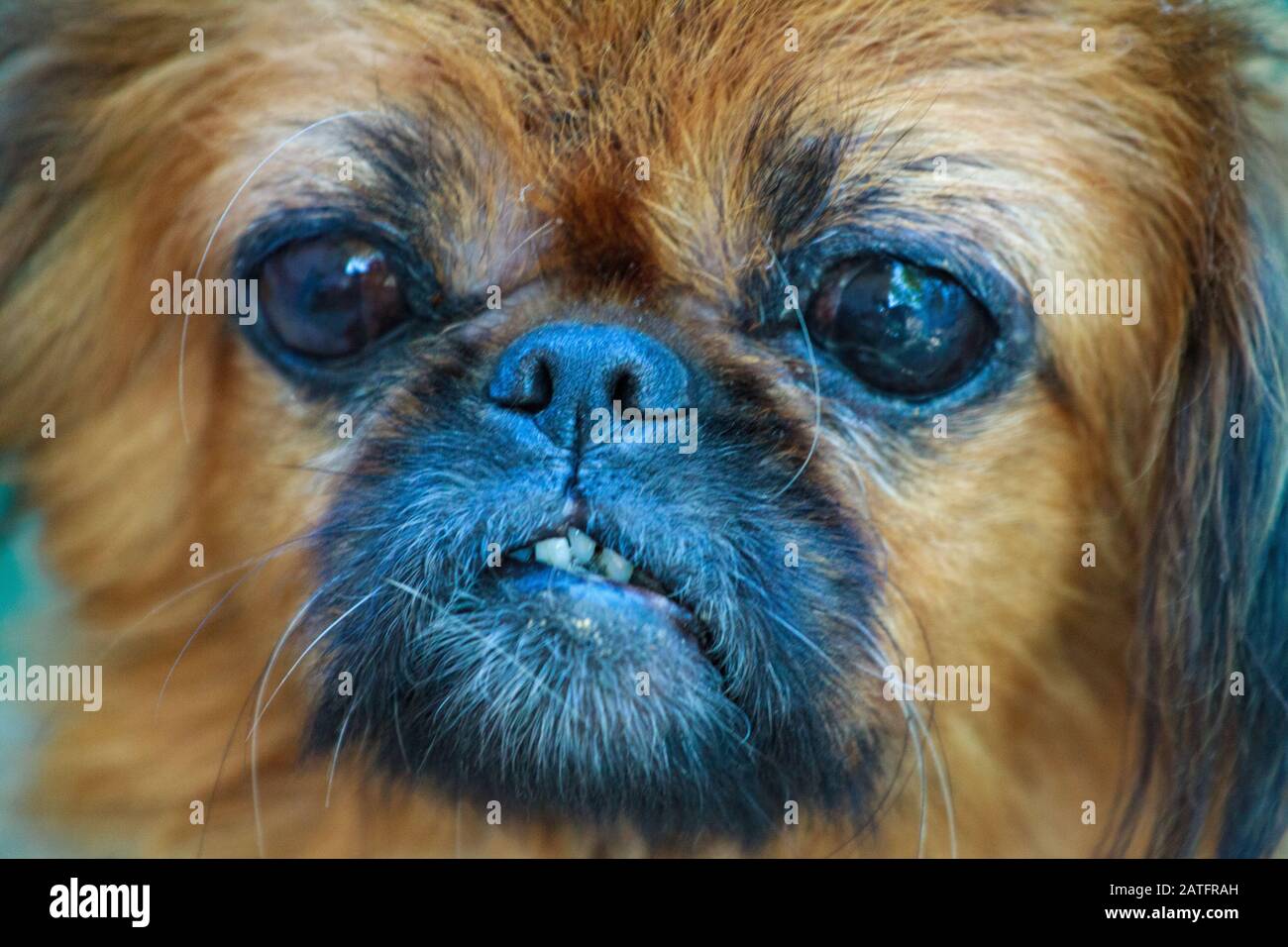 Sad old sick dog with tears in his eyes Stock Photo - Alamy