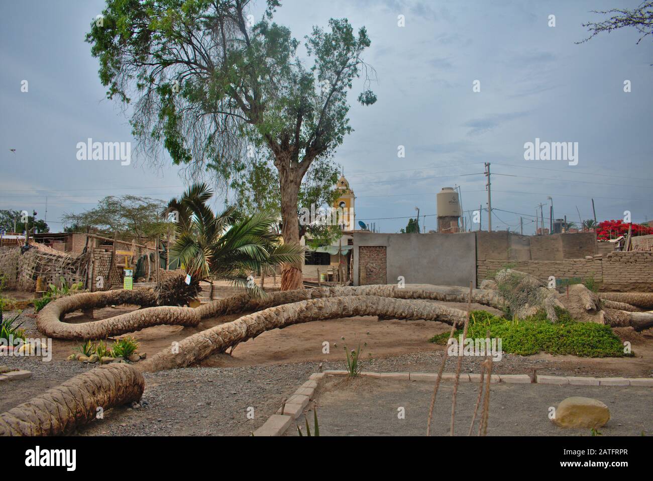 The seven headed palm in ica peru sunny day Stock Photo - Alamy
