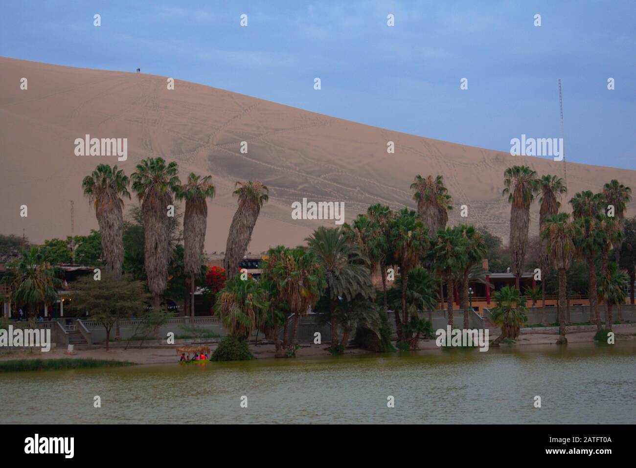 Landscape of oasis lake with many palm trees outdoor recreation in ...