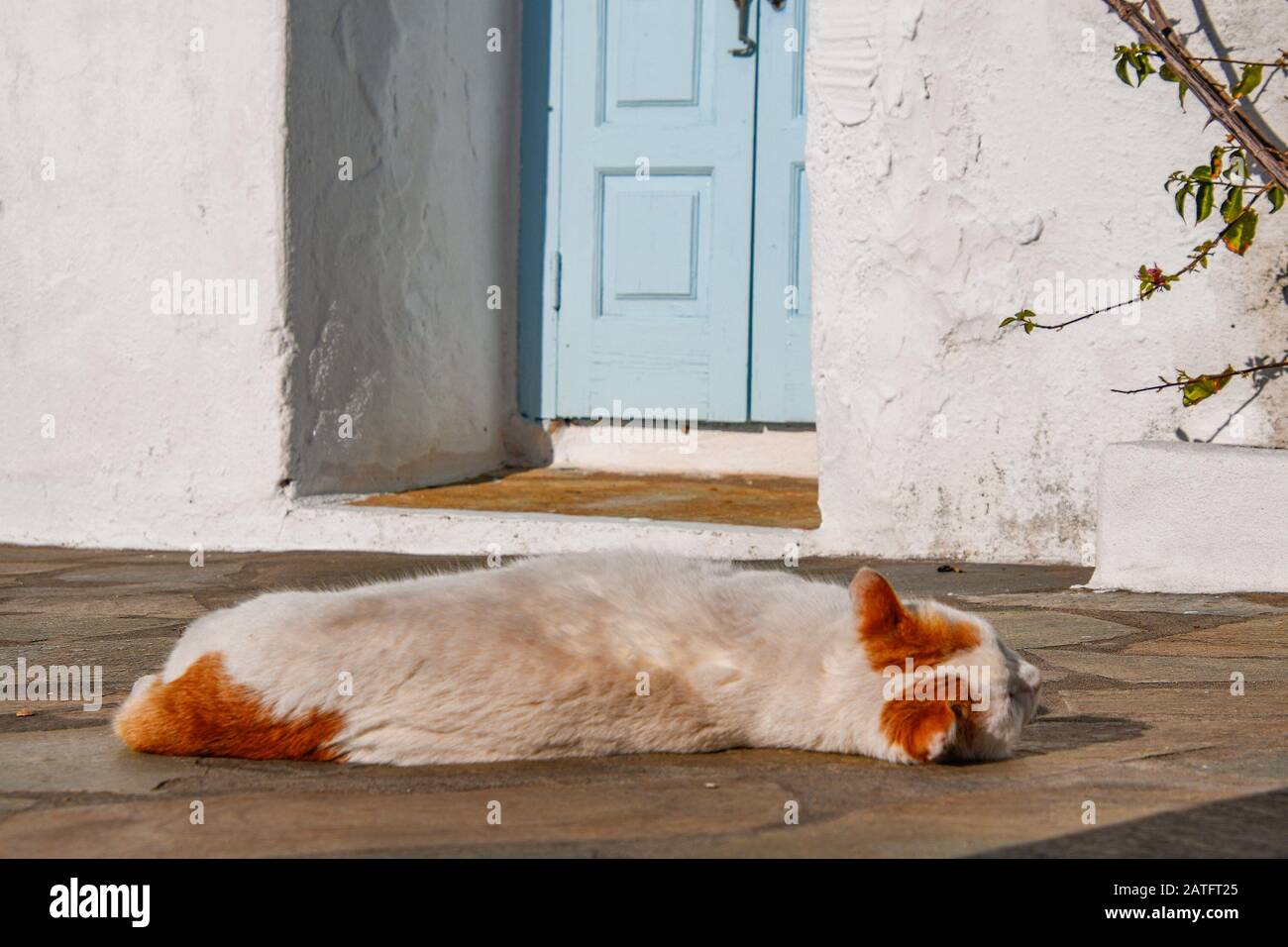 Beautiful scenery of a domestic cat standing outside a traditional ...