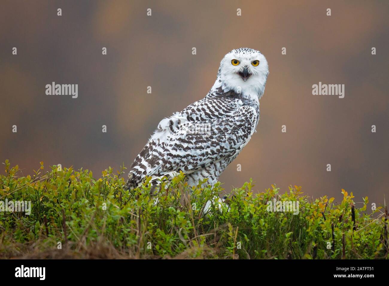 The snowy owl (Bubo scandiacus) is a large, white owl of the true owl ...