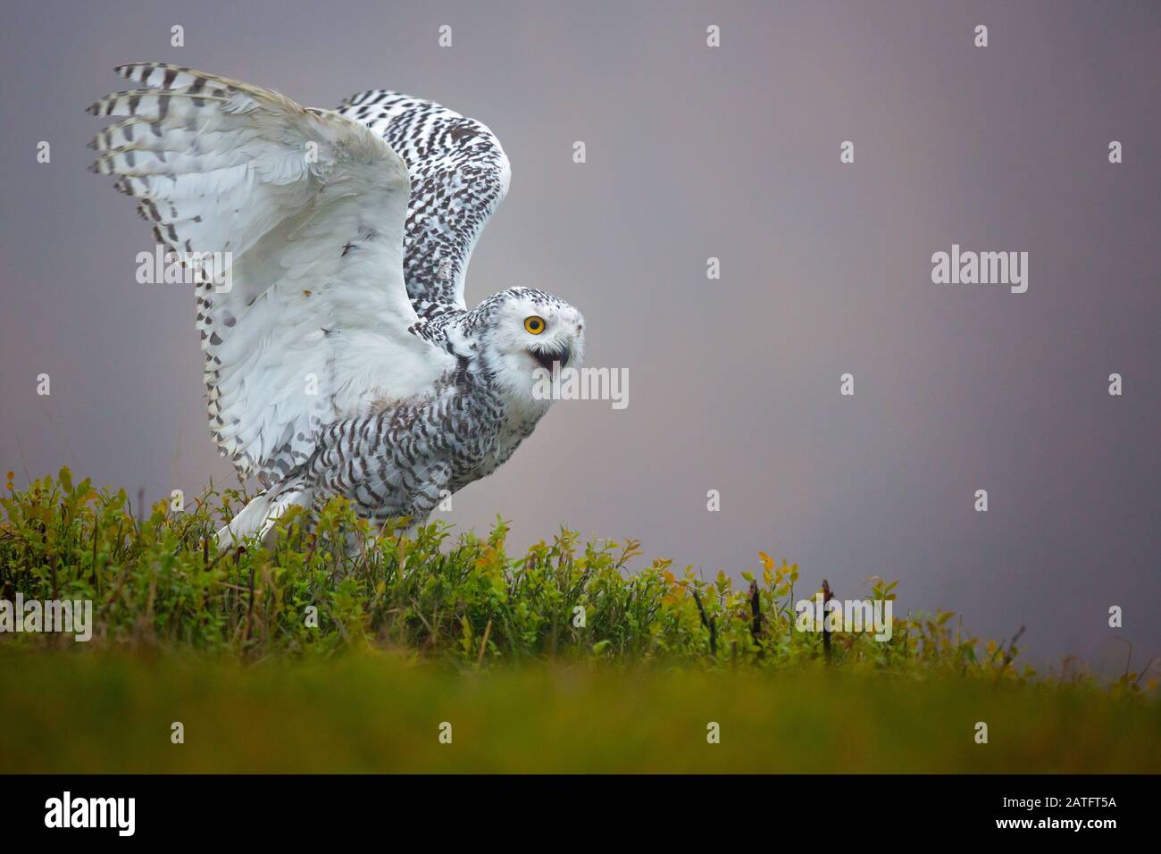 The snowy owl (Bubo scandiacus) is a large, white owl of the true owl ...
