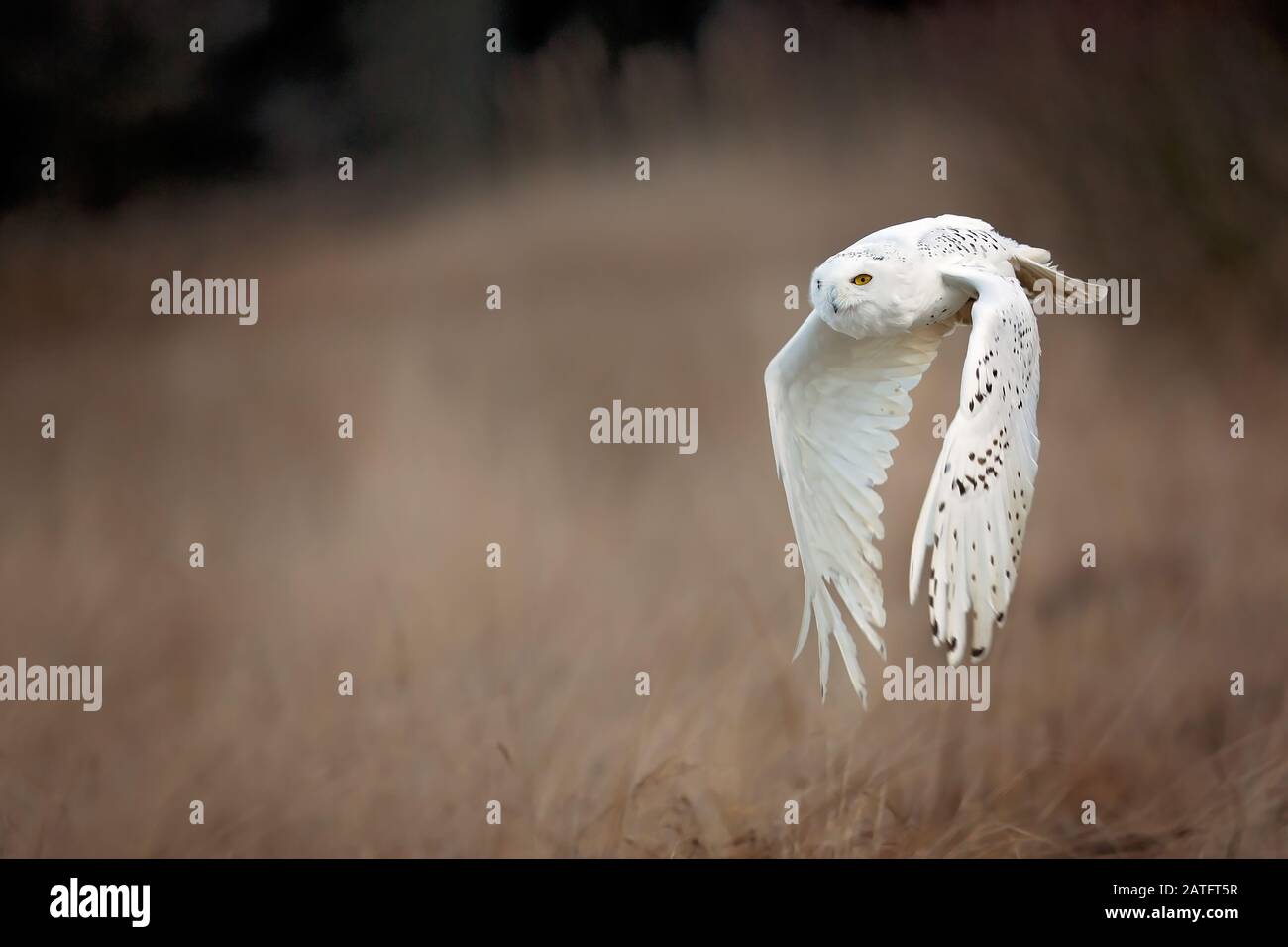 The snowy owl (Bubo scandiacus) is a large, white owl of the true owl ...
