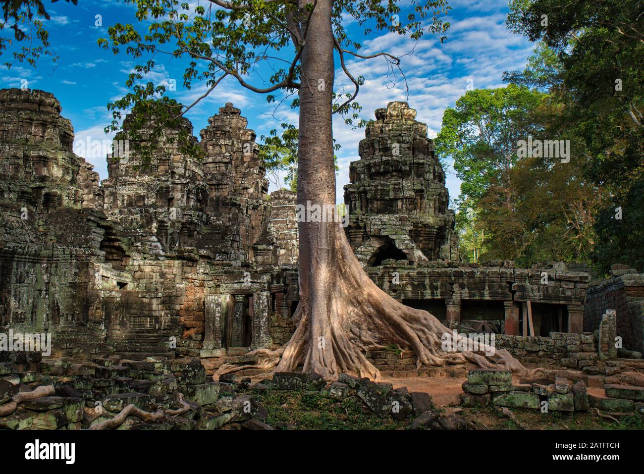 Tetrameles nudiflora is the famous spung tree growing in the Ta Prohm ...